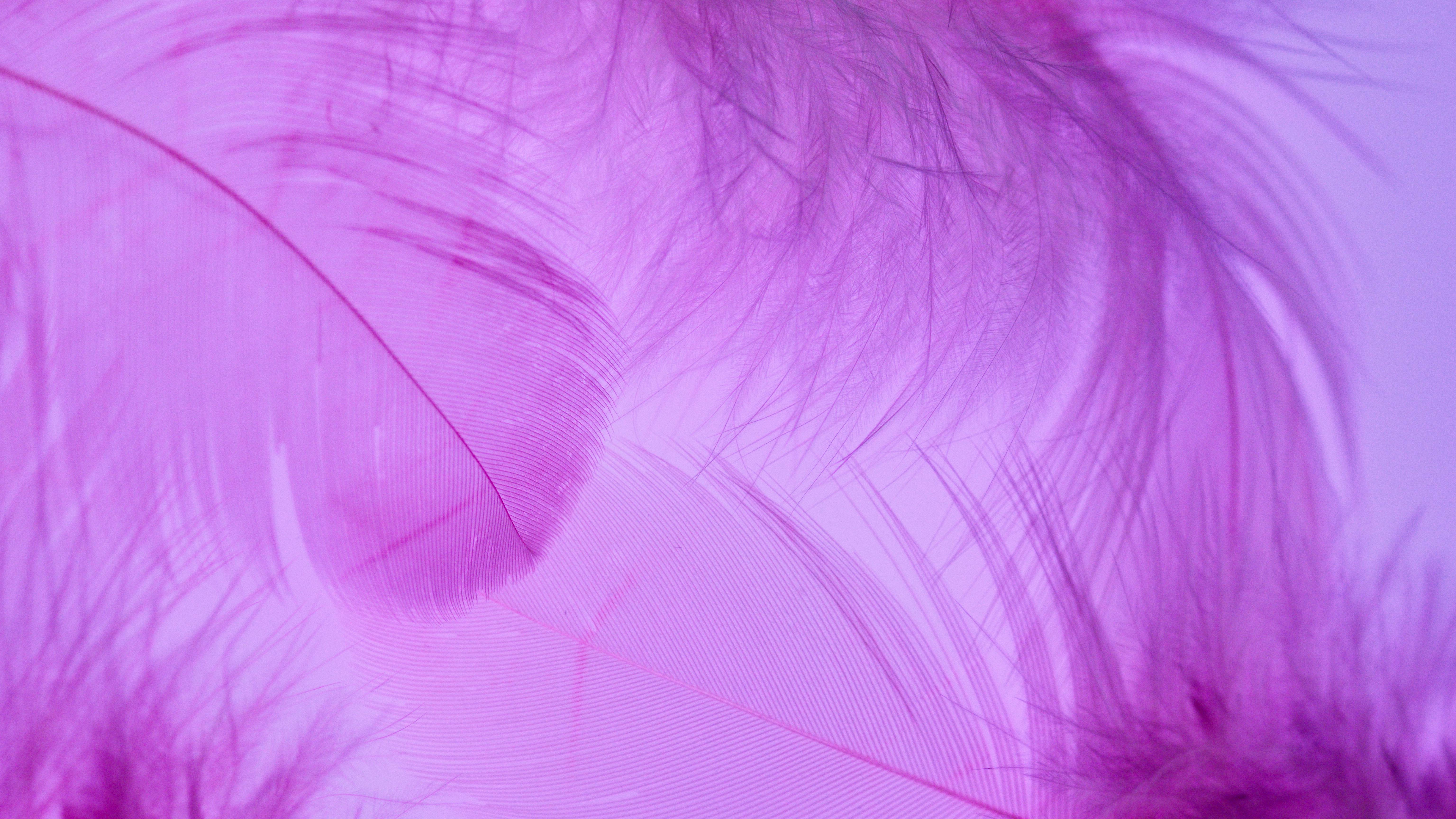 Feathers with Purple Background · Free Stock Photo