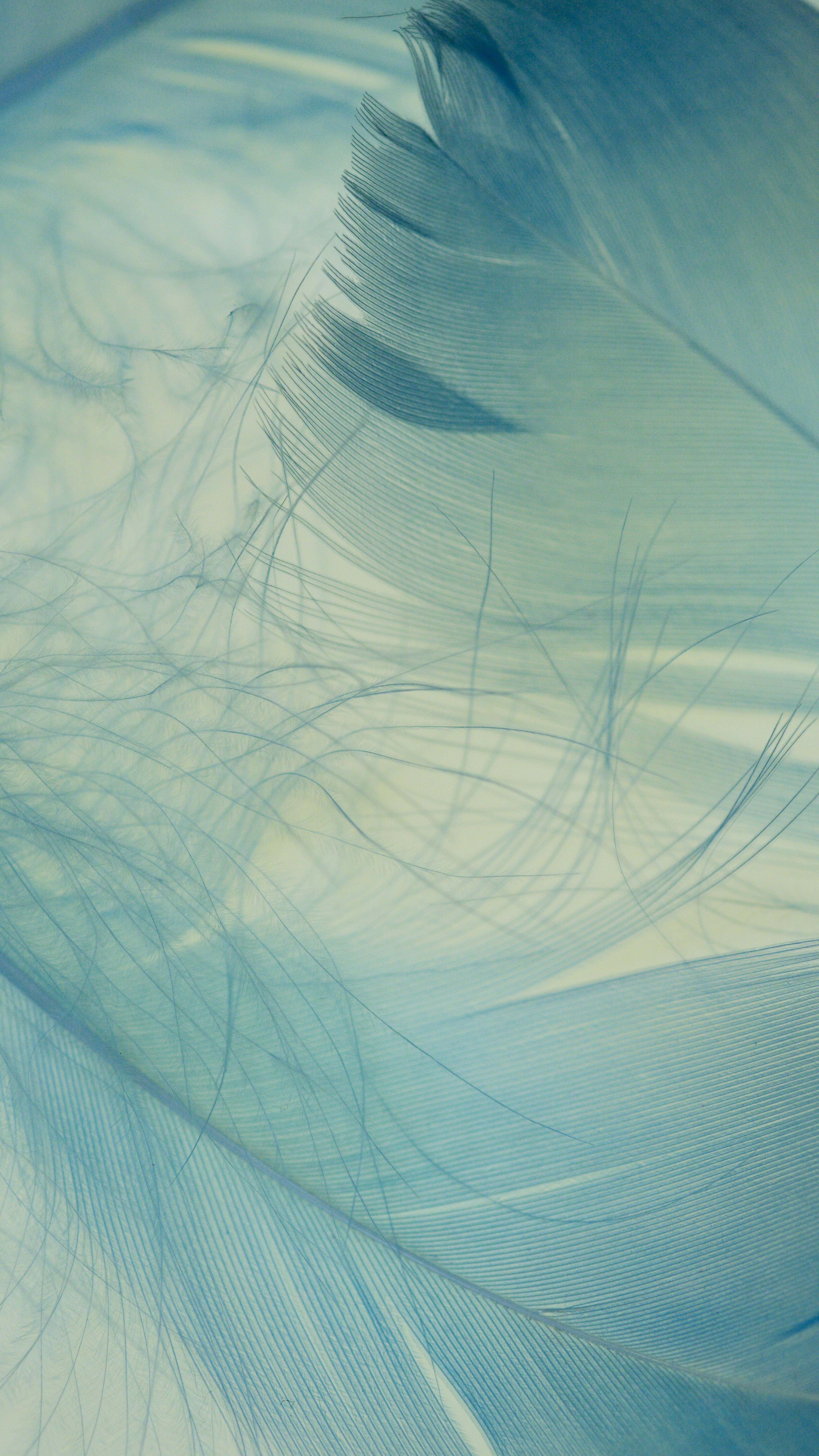 Blue Feathers with Flowing Strands · Free Stock Photo