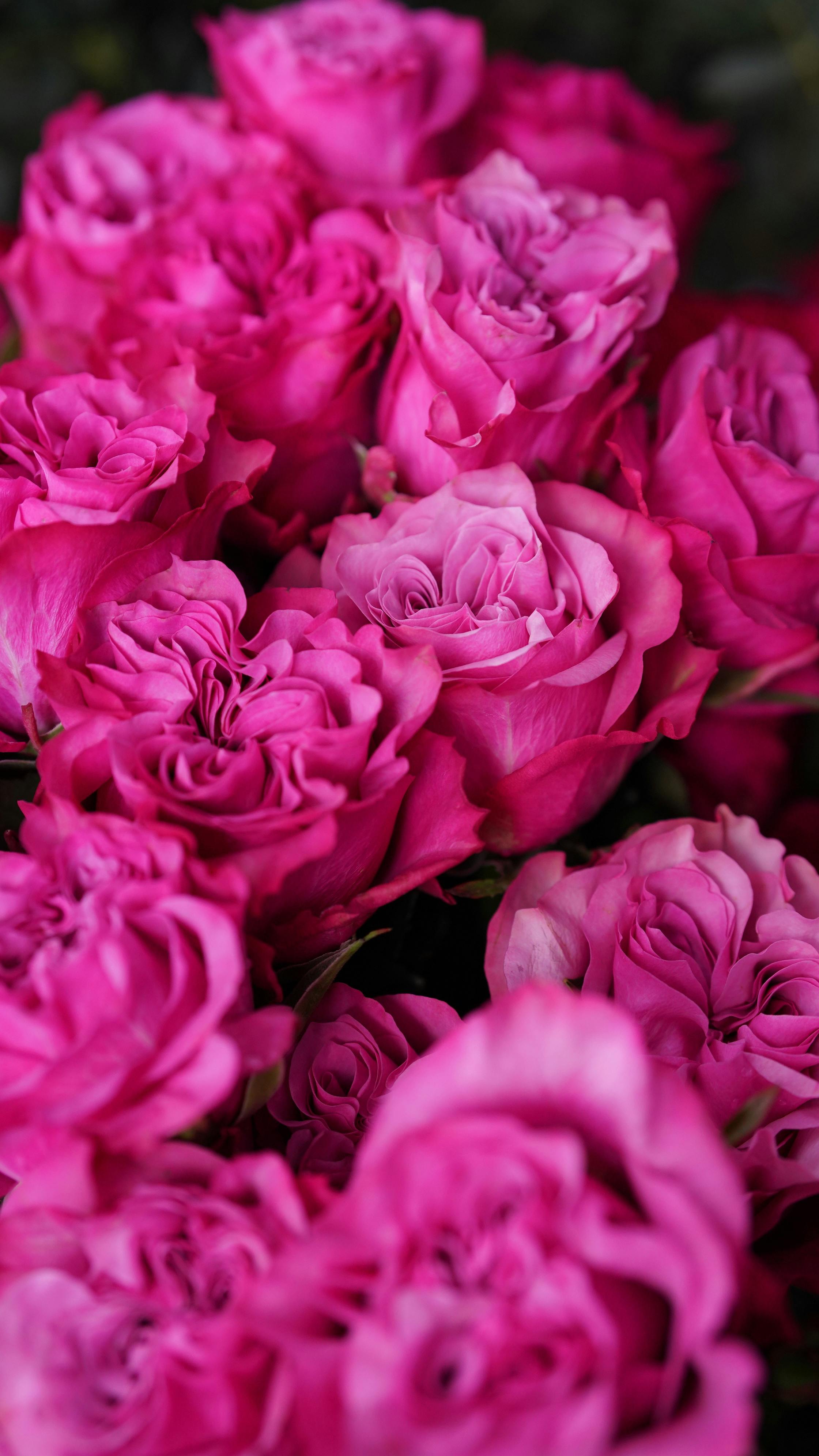 10,000+ Best Fondo Floral Photos · 100% Free Download · Pexels Stock Photos