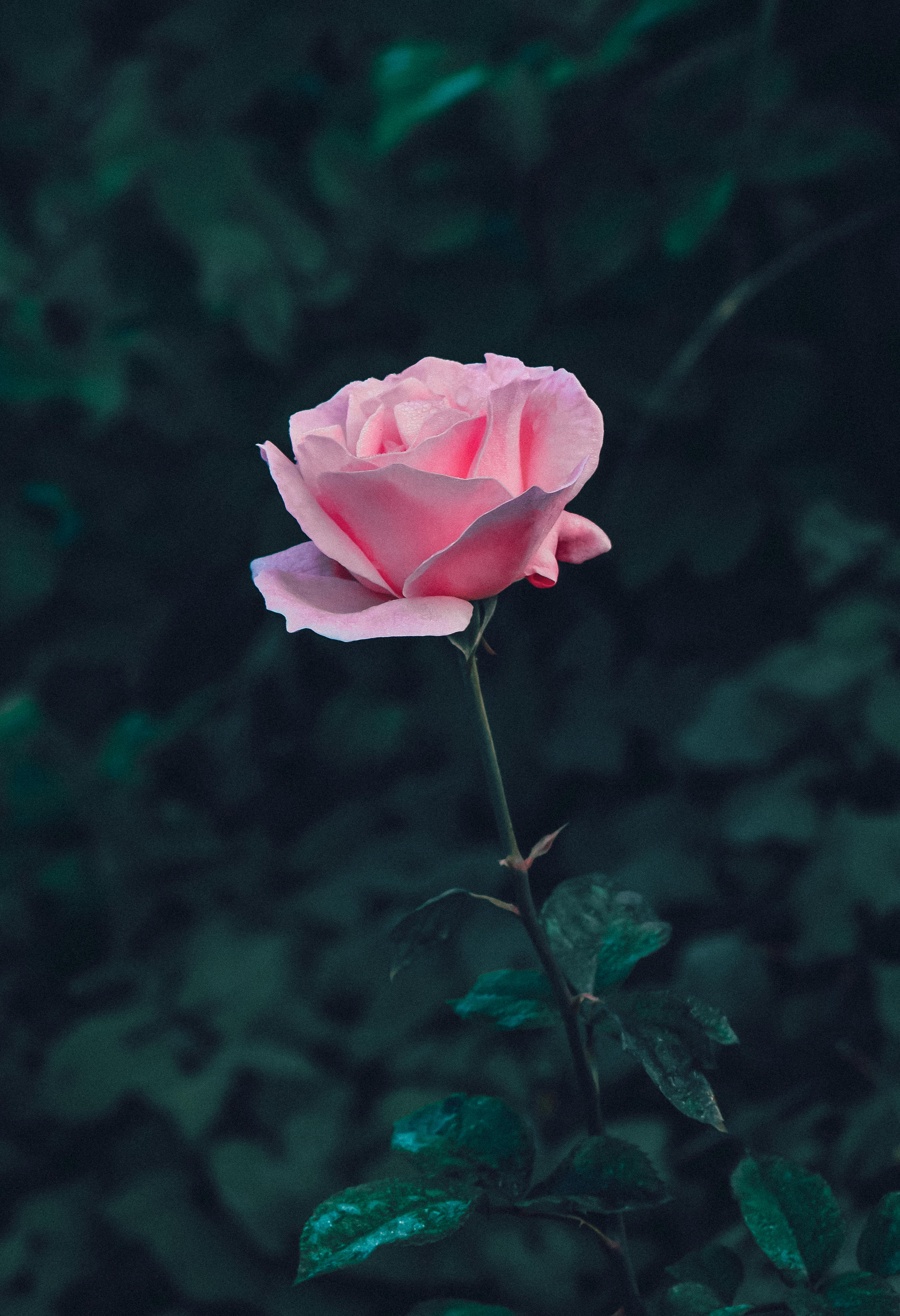 Rosa Chin Thc Photos, Download The BEST Free Rosa Chin Thc Stock Photos ...