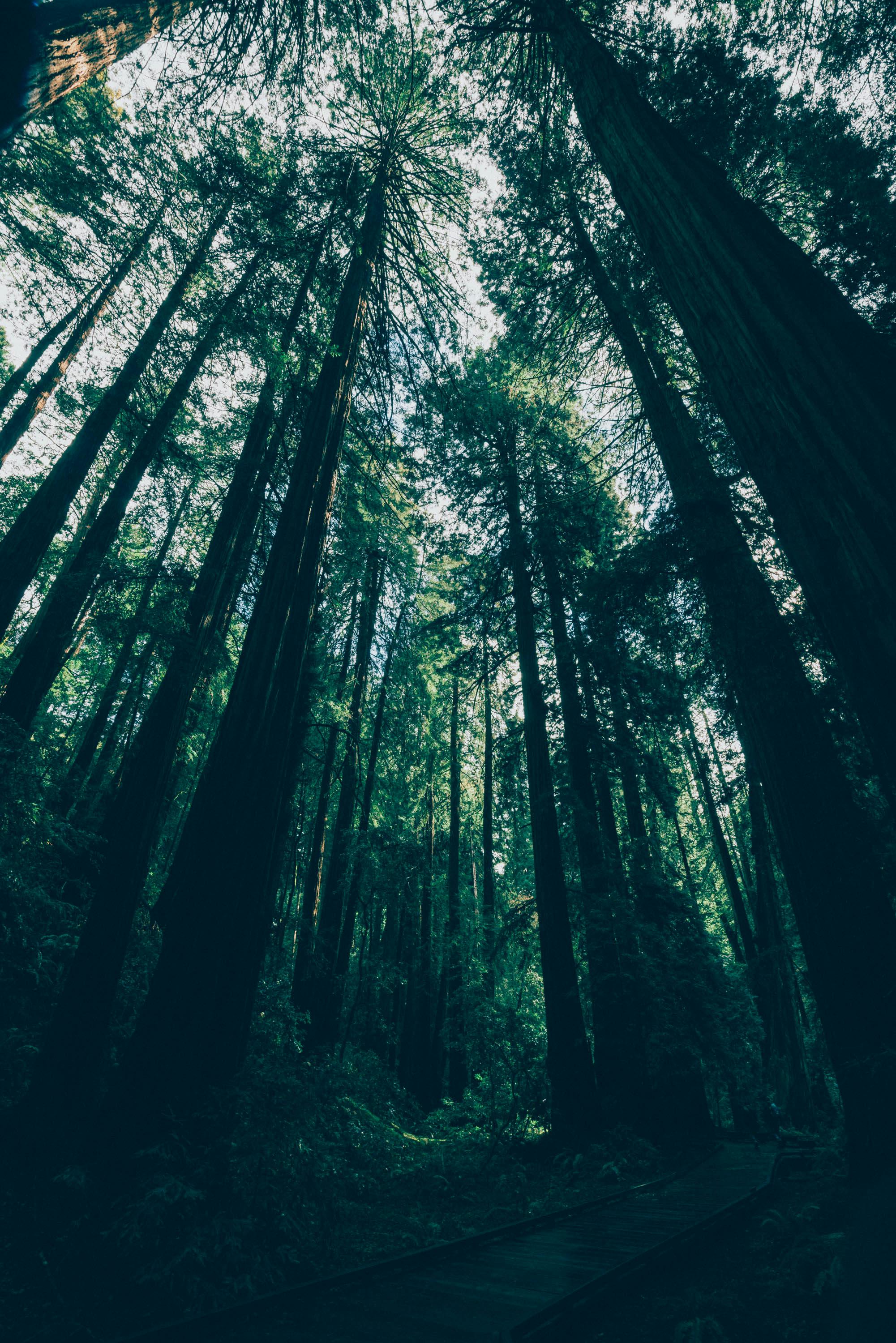 Jungle Photos, Download The BEST Free Jungle Stock Photos & HD Images