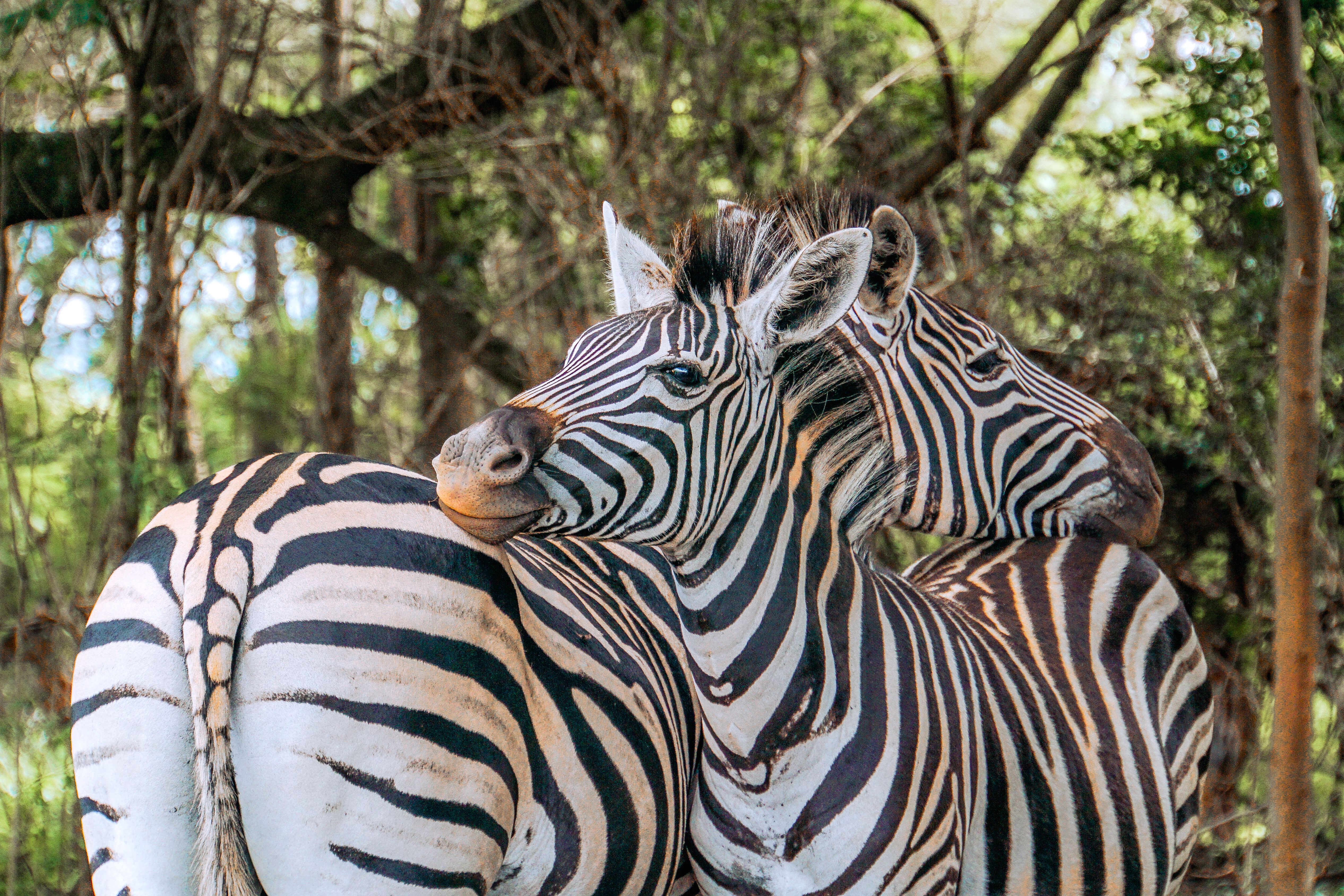 Zebra's Standing Under a Tree · Free Stock Photo