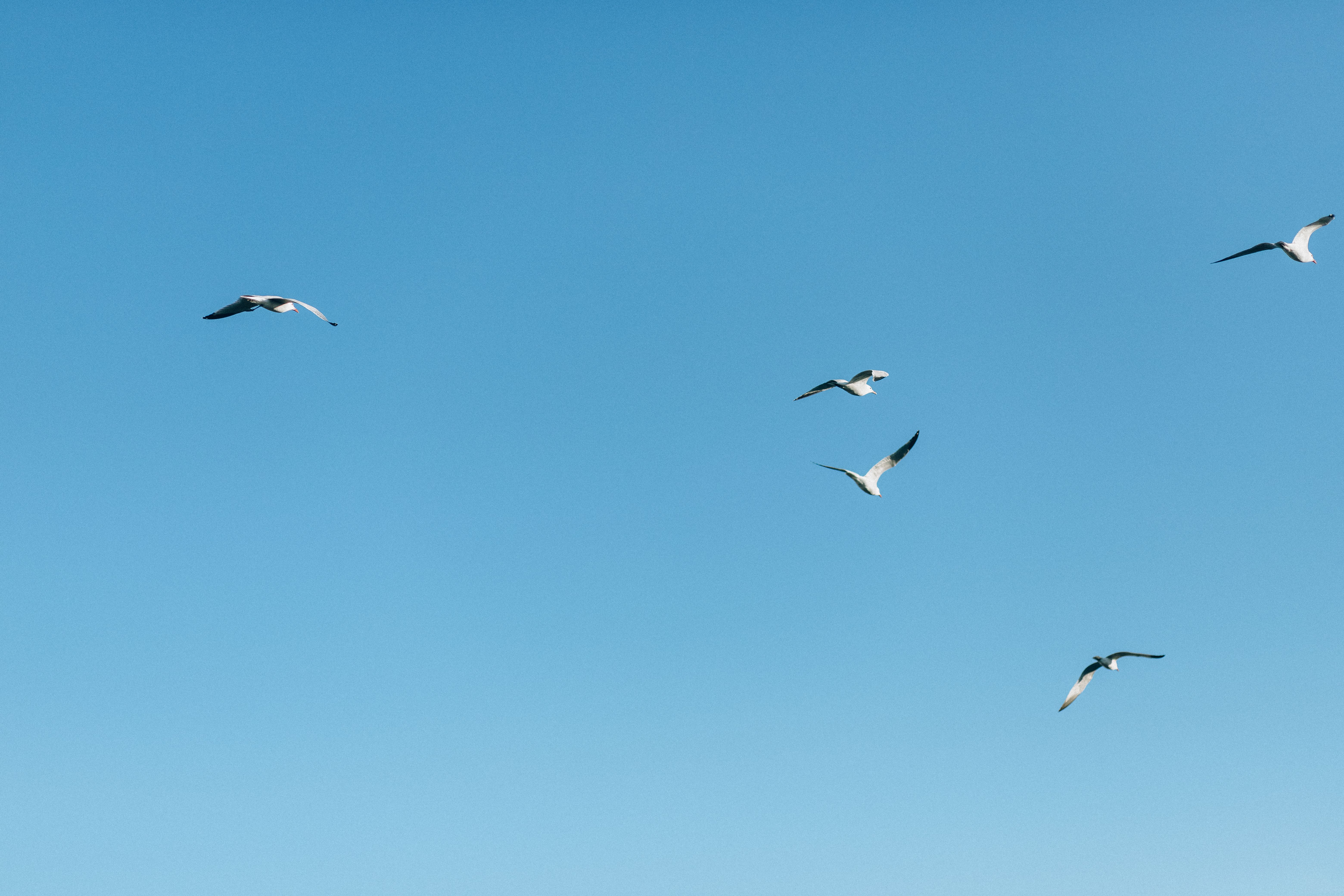 Low Angle Photography of White Bird Flying Under the Blue Sky · Free ...