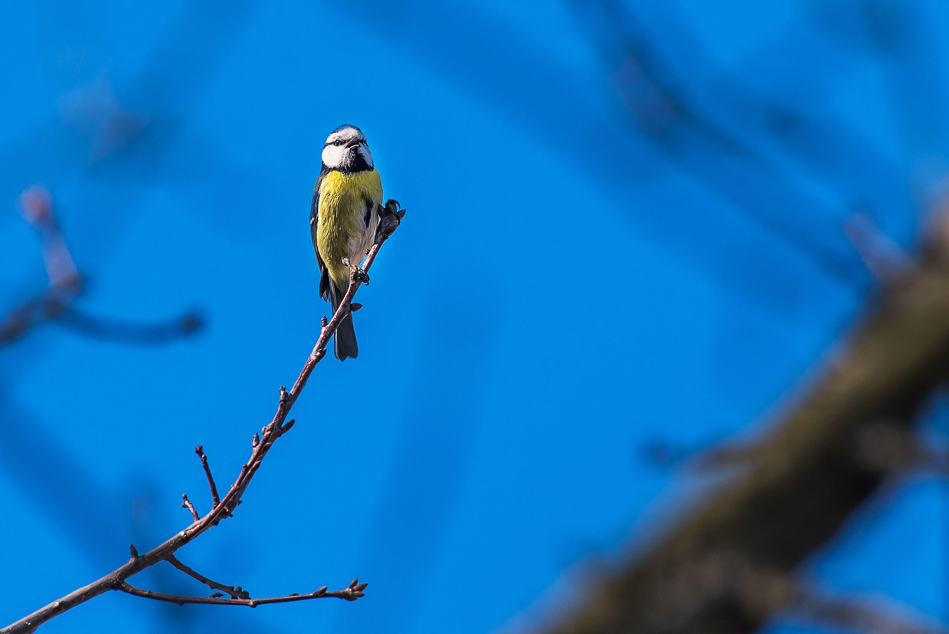 Photograph of a Eurasian Blue Tit on Green Leaves · Free Stock Photo