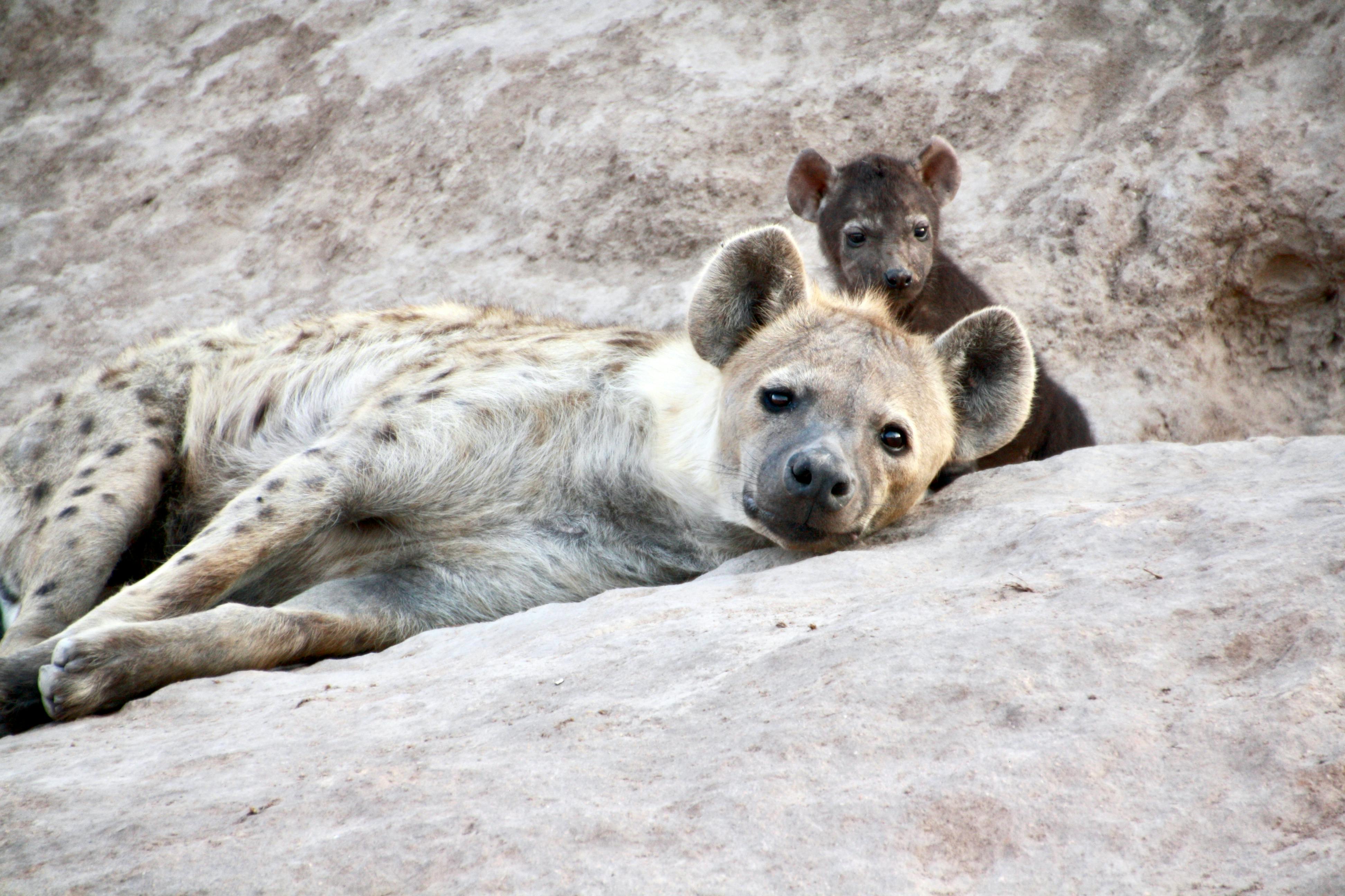 Close-Up Photo of a Hyena Lying on a Rock Beside a Cub · Free Stock Photo