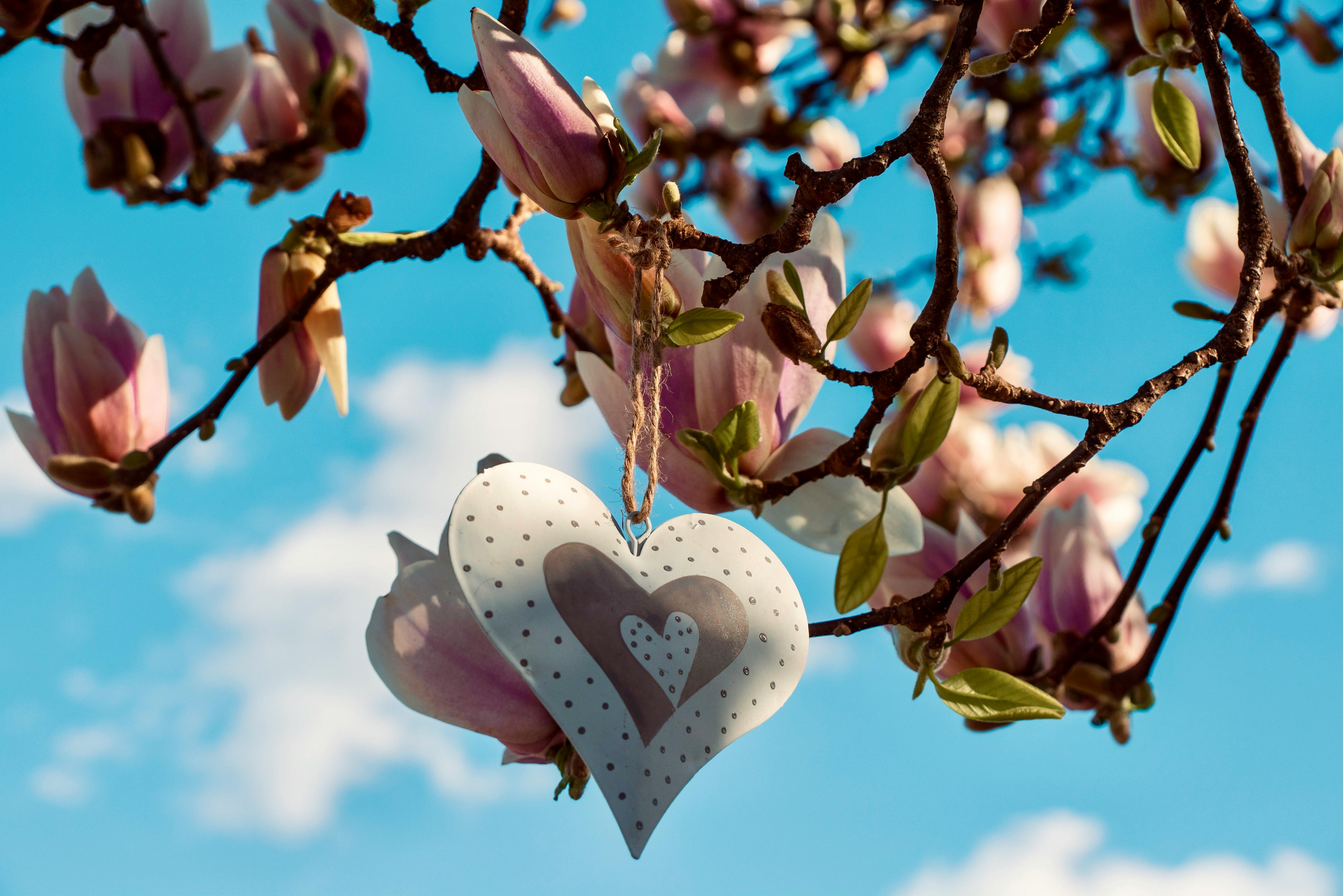 Heart In Tree Photos, Download The BEST Free Heart In Tree Stock Photos ...