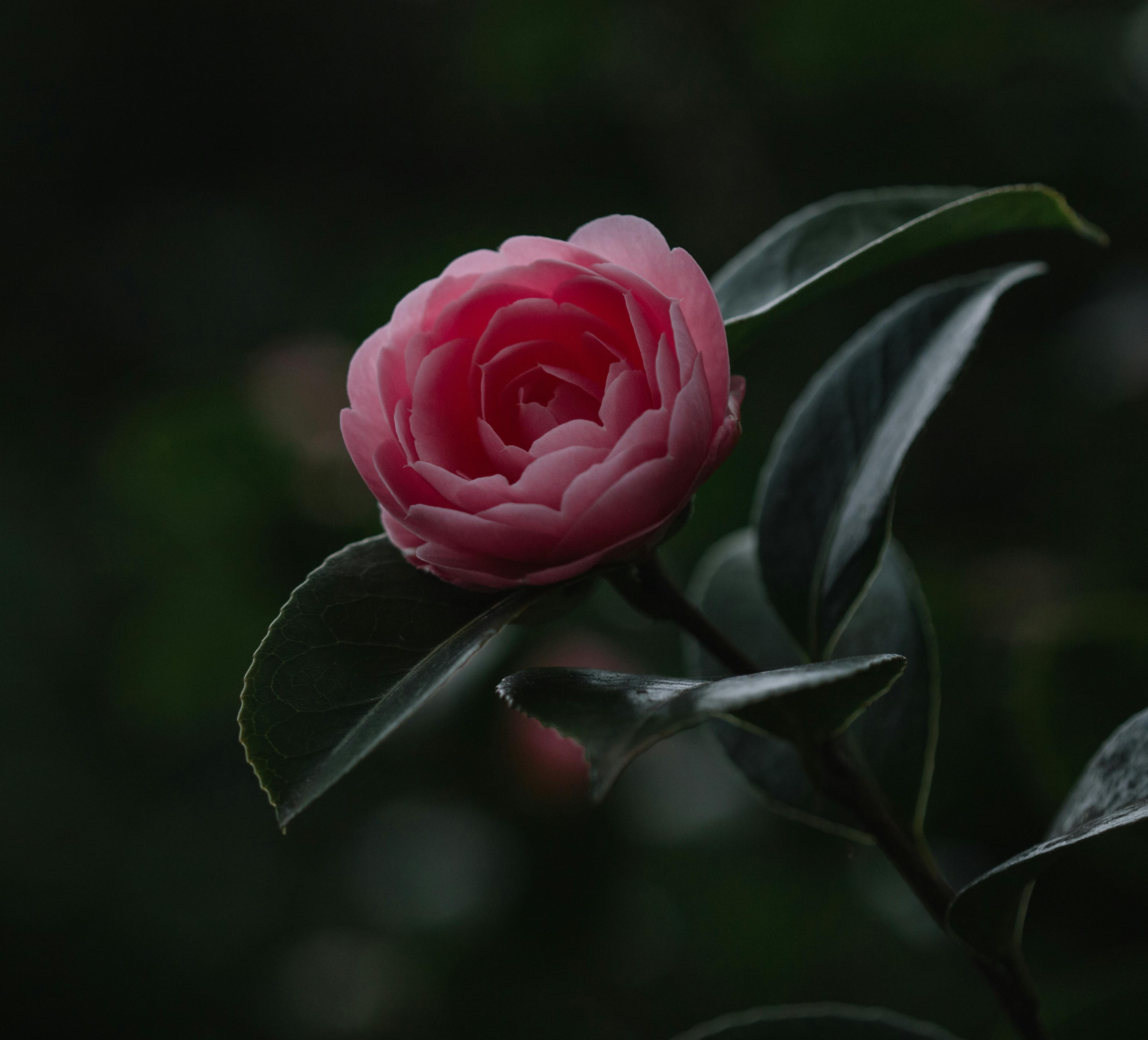 60,000+ Best Rose Wallpaper Photos · 100% Free Download · Pexels Stock ...