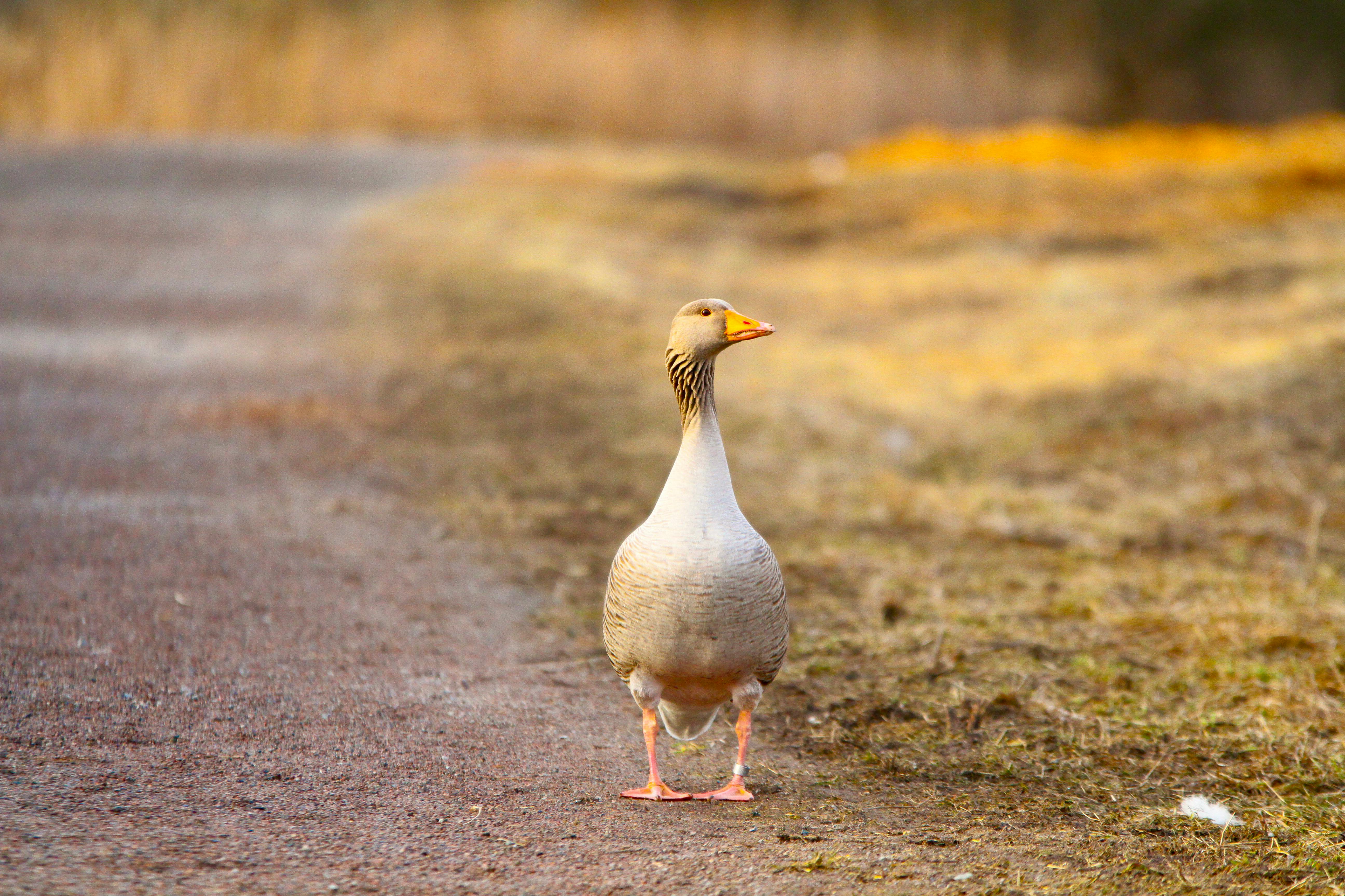 A Goose on the Field · Free Stock Photo