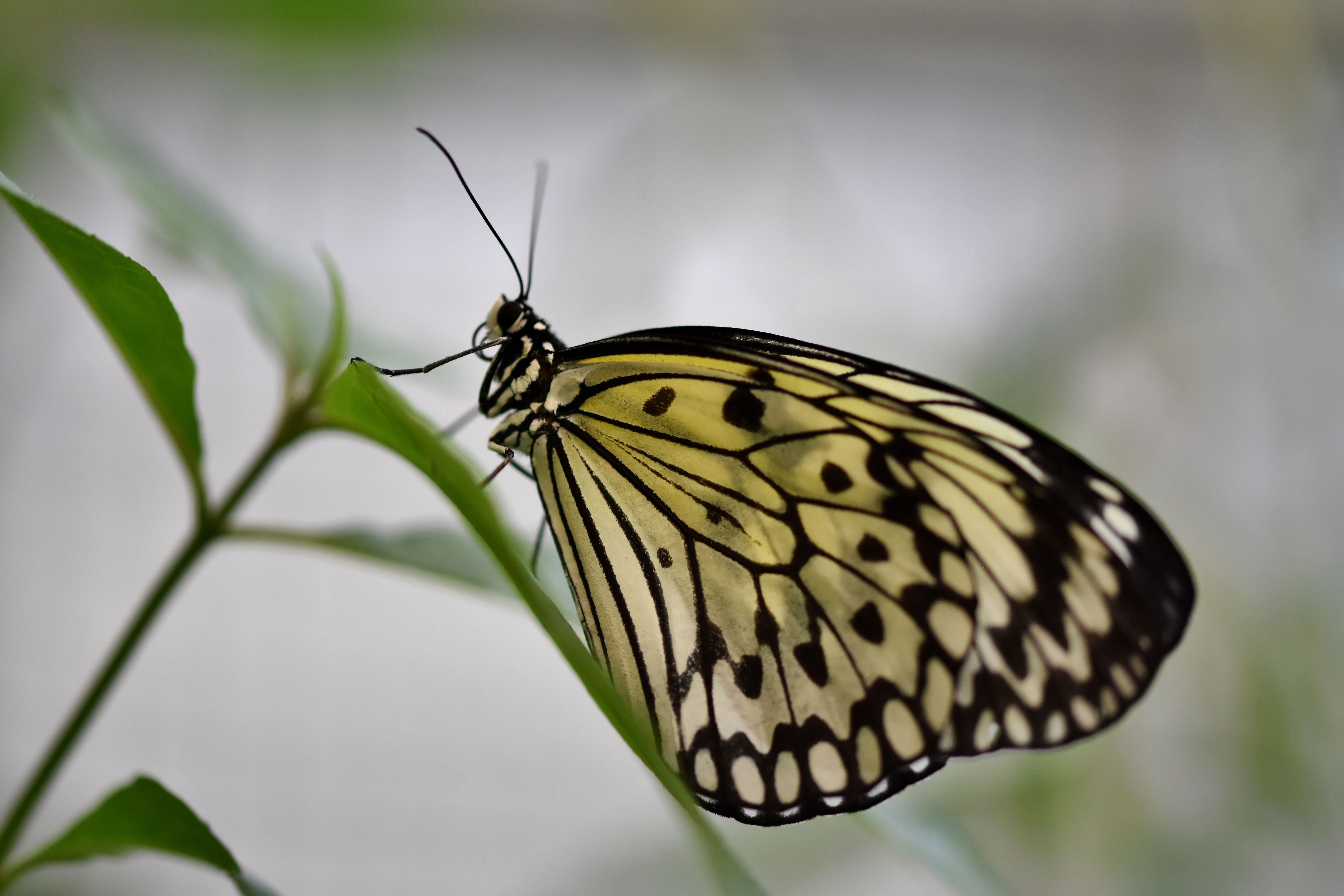 Extreme Close-up of Butterfly on a Flower · Free Stock Photo
