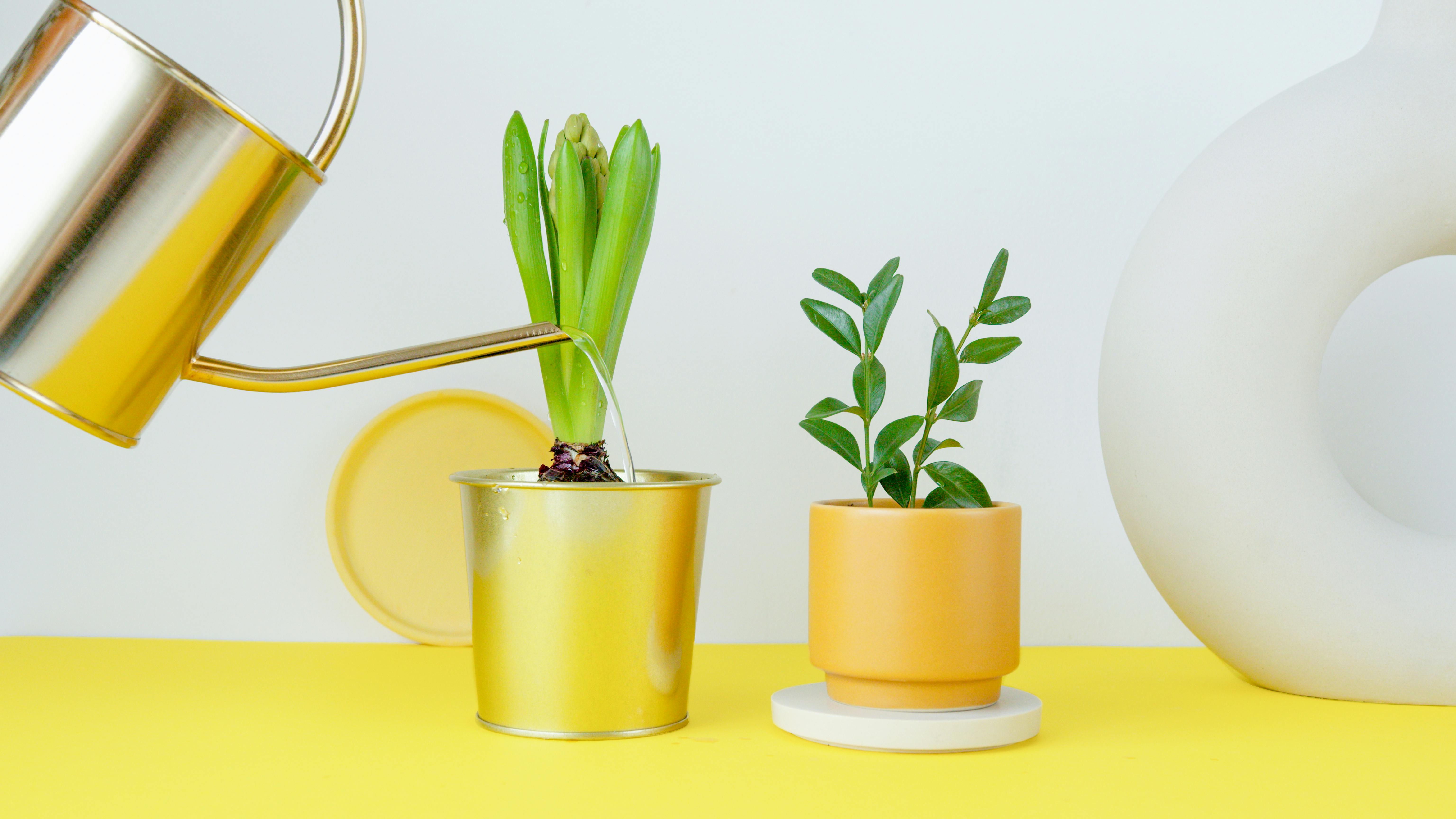 House Plants 101: Easy Care Tips for Beginners in 2024