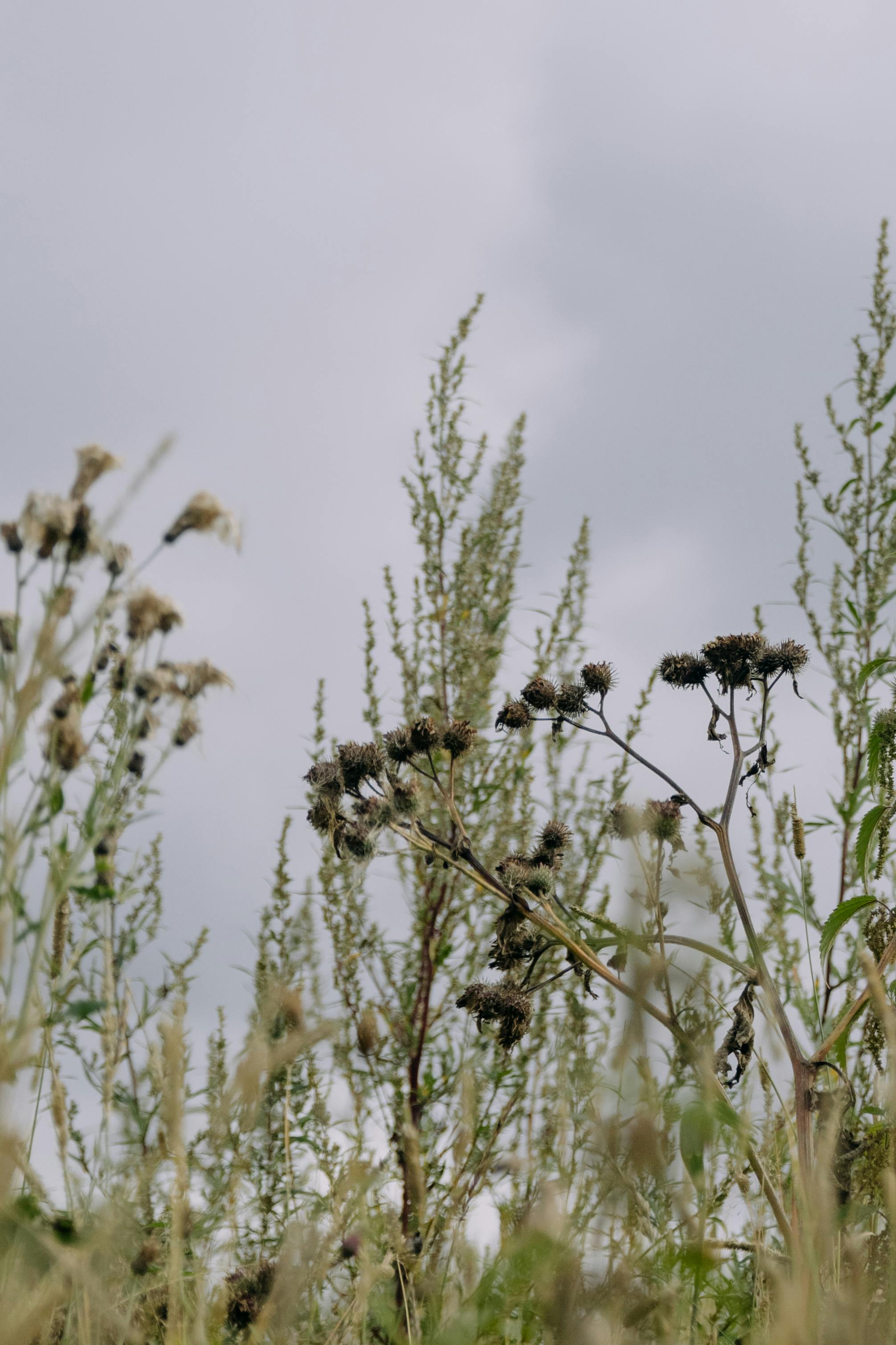 Wildflowers Growing Photos, Download Free Wildflowers Growing Stock ...