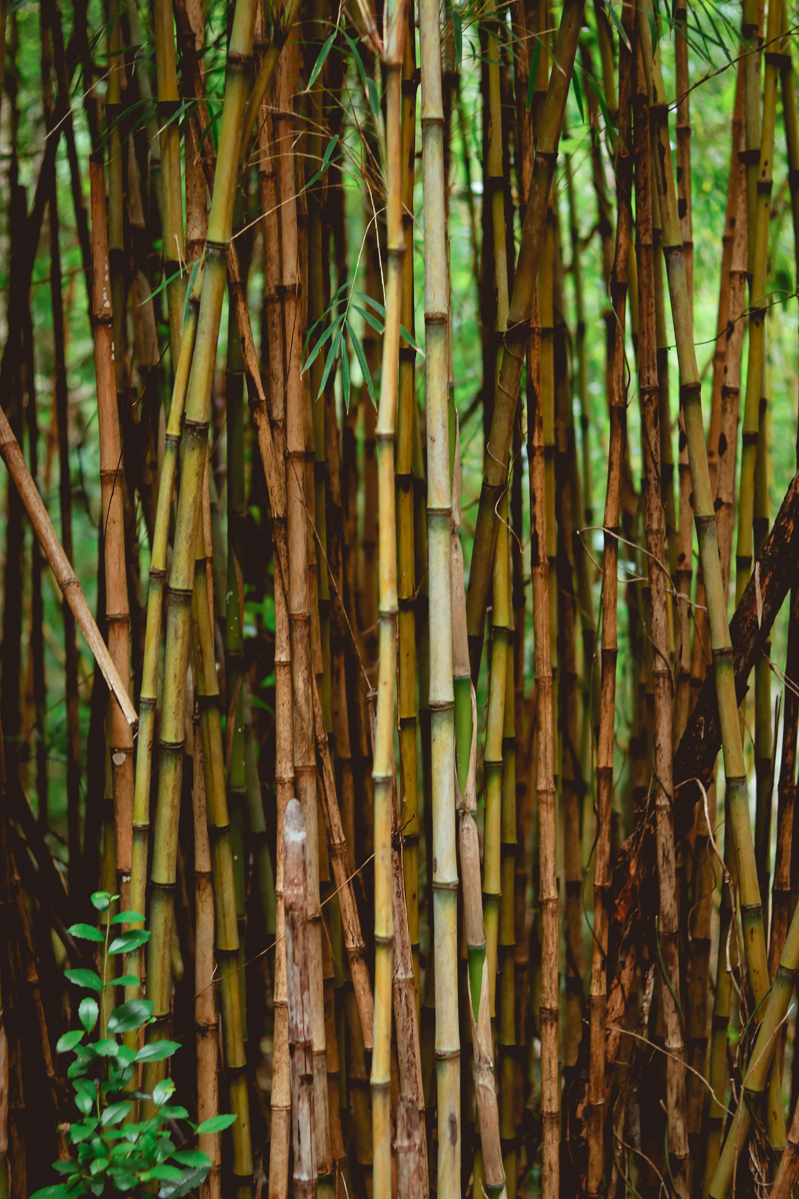 Green Bamboo Trees · Free Stock Photo