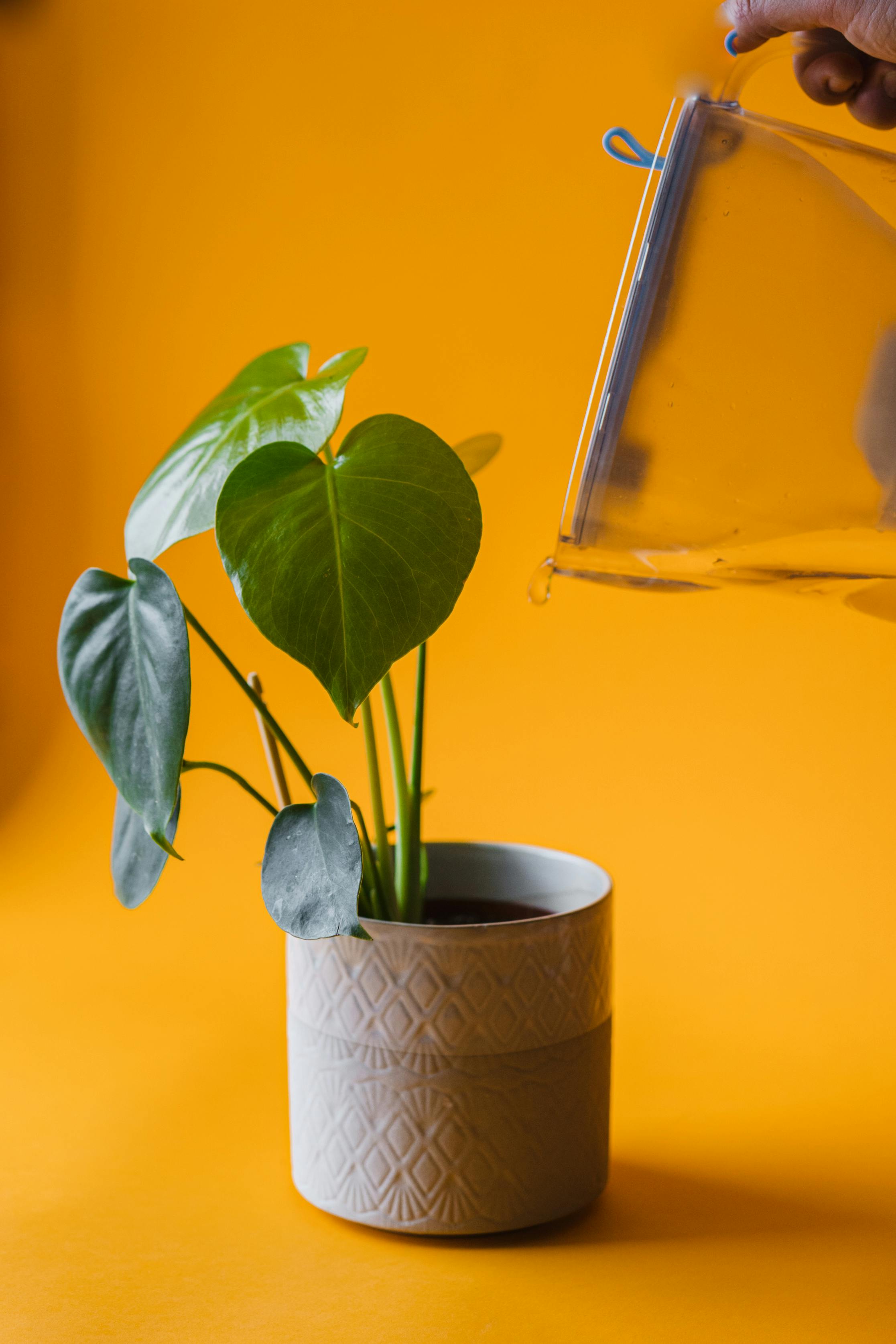 A Person Watering the Potted Plant Using a Pitcher · Free Stock Photo