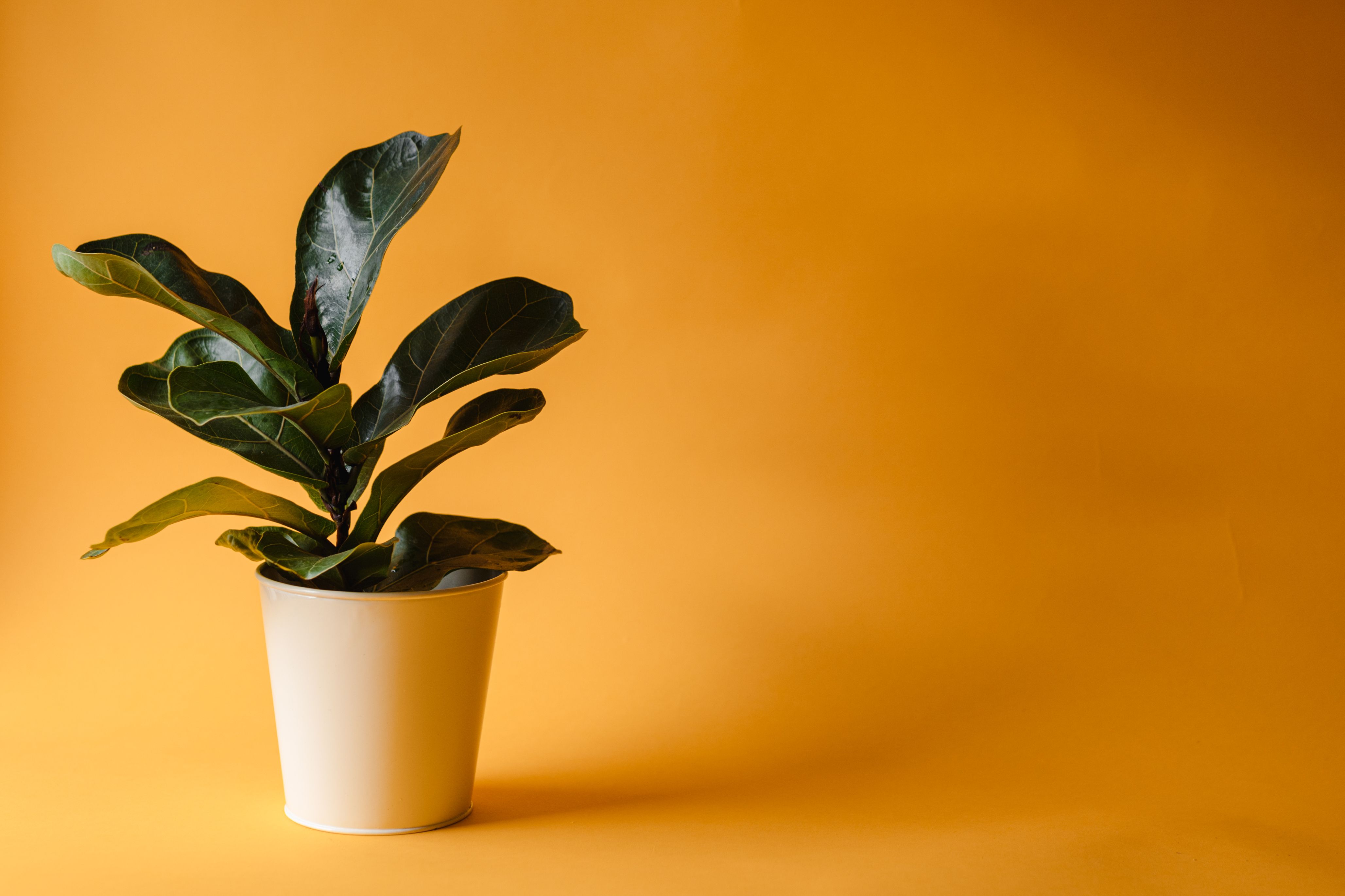 Close-Up Shot of an Indoor Plant on a Yellow Surface · Free Stock Photo