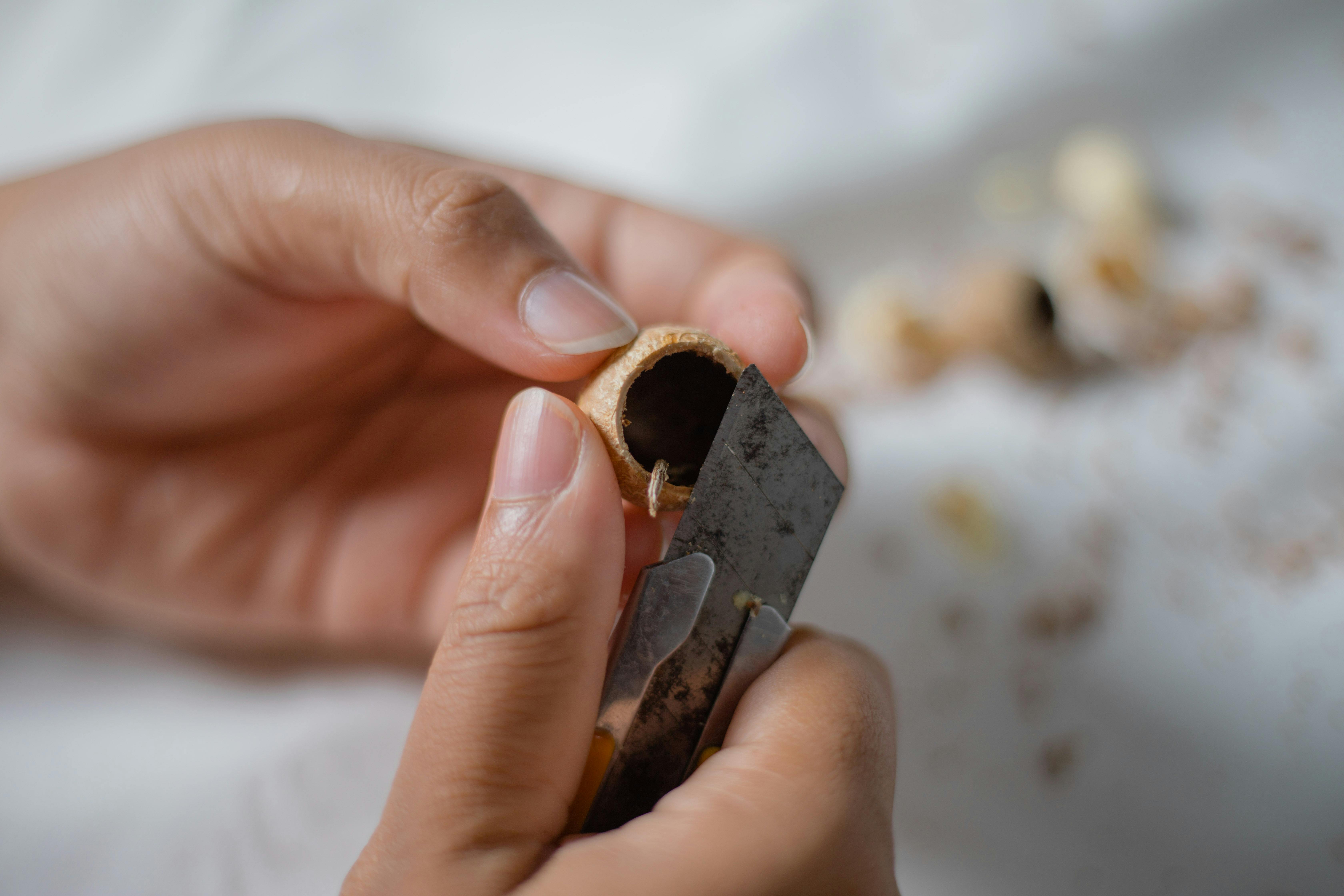 Cut Shells Photos, Download The BEST Free Cut Shells Stock Photos & HD ...