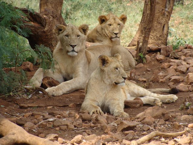 Top Books About Lions for Kids to Read and Learn
