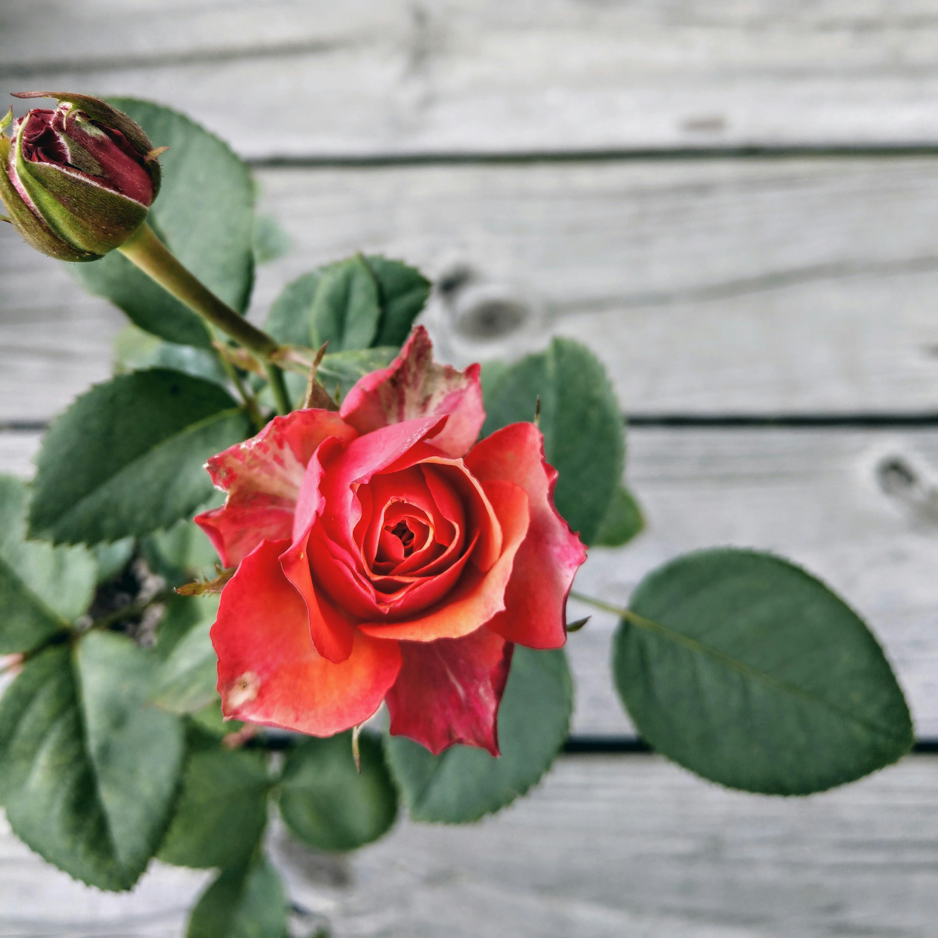 Red Rose on Brown Wooden Surface · Free Stock Photo