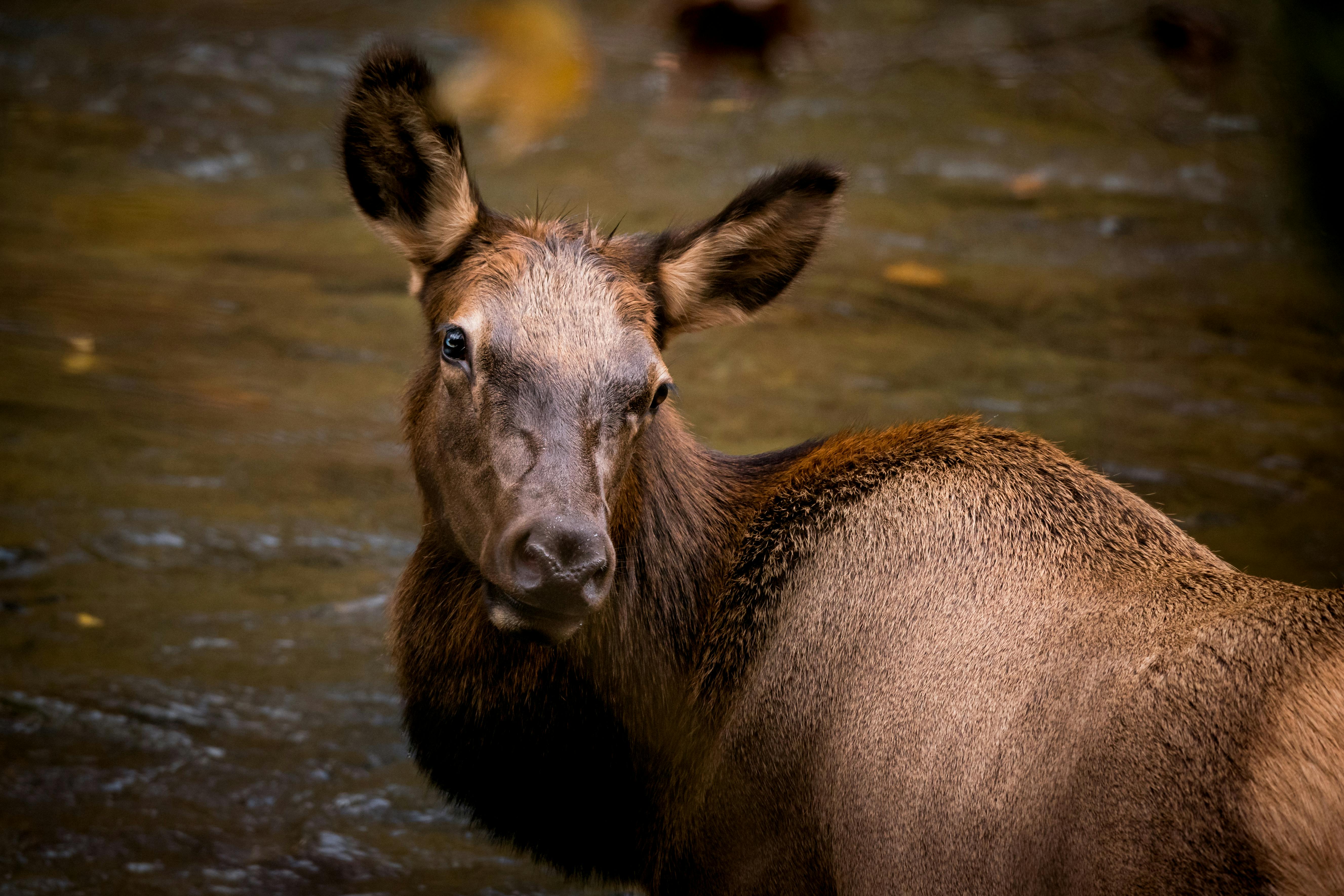 An Elk Drinking in the Water · Free Stock Photo