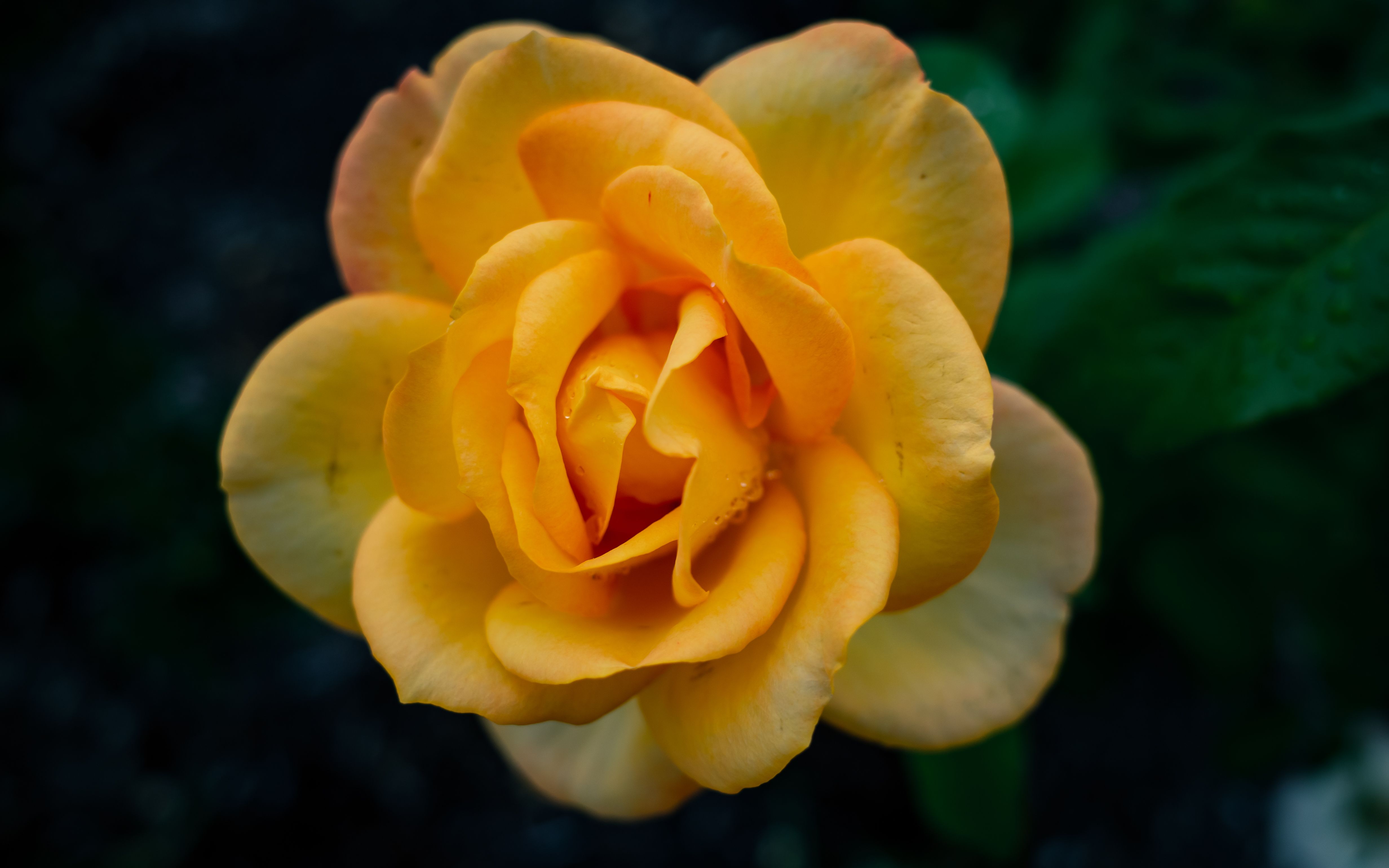 Beautiful Yellow Rose Flowers in Close-up Photography · Free Stock Photo