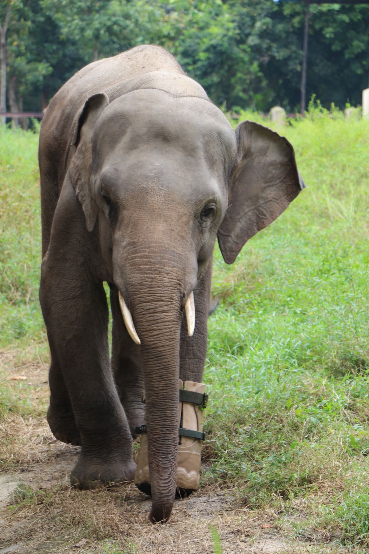 Asian Elephant Photos, Download The BEST Free Asian Elephant Stock ...
