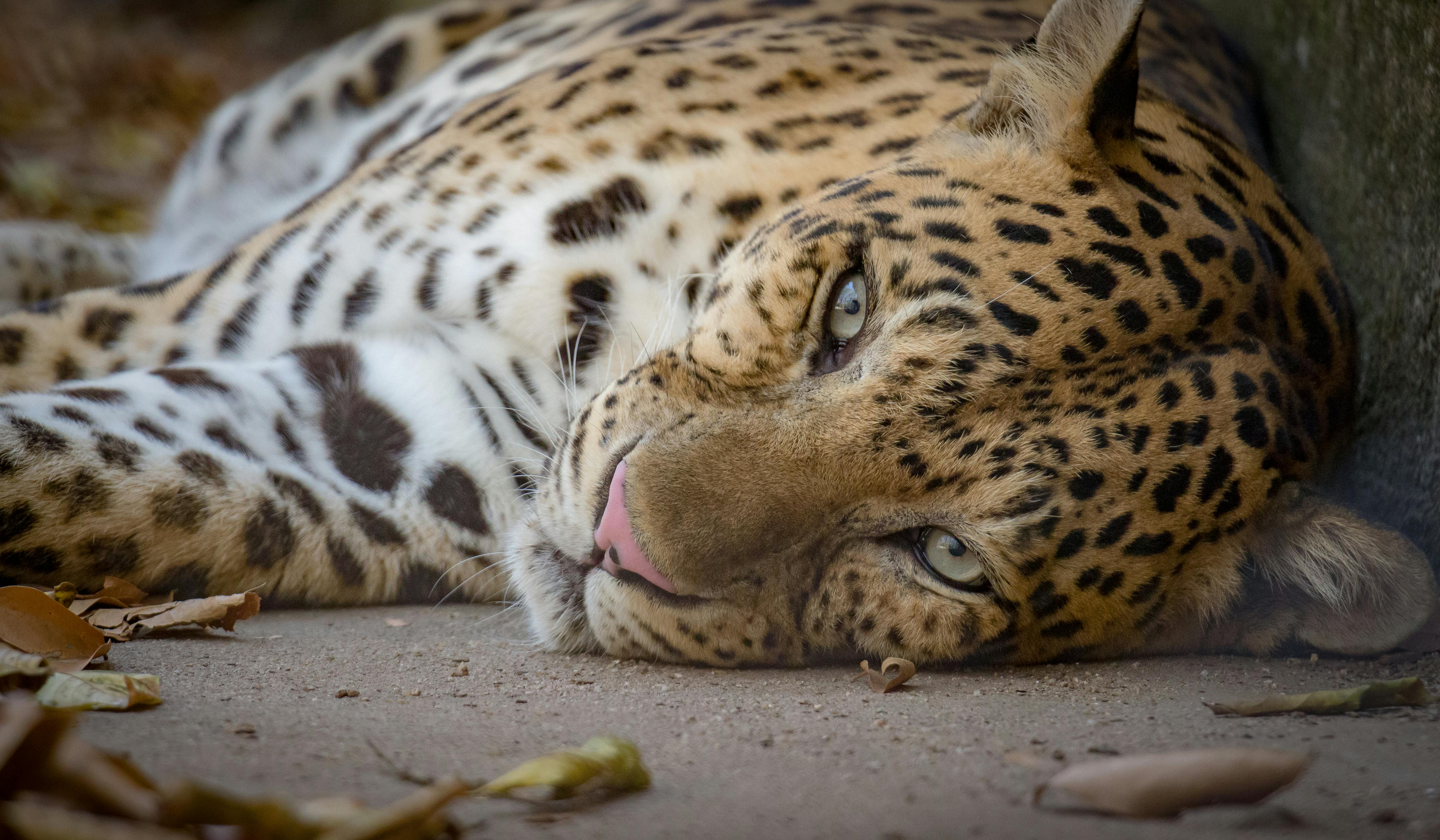 Brown and Black Leopard Lying on Ground · Free Stock Photo