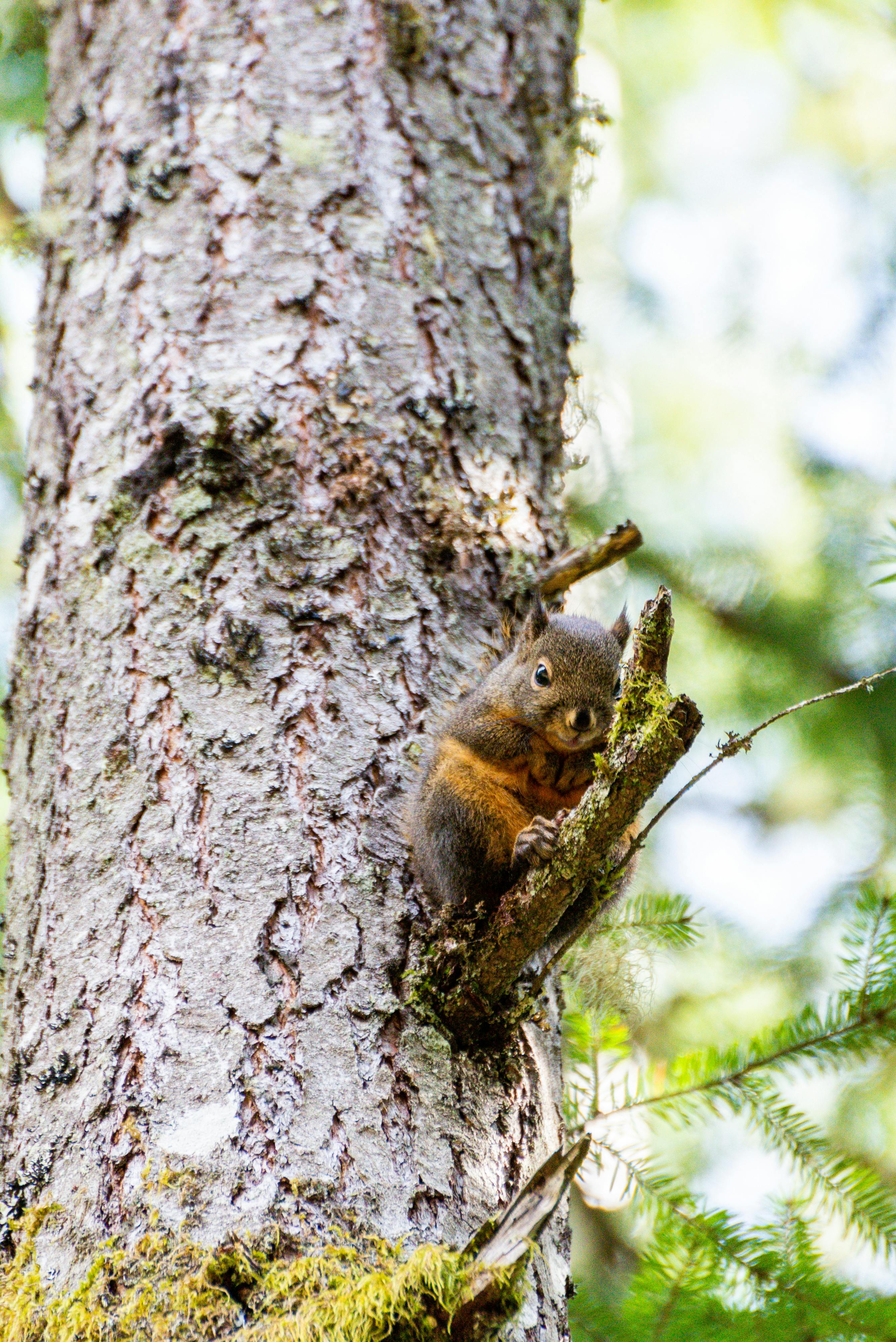 Squirrel On Tree Branch · Free Stock Photo