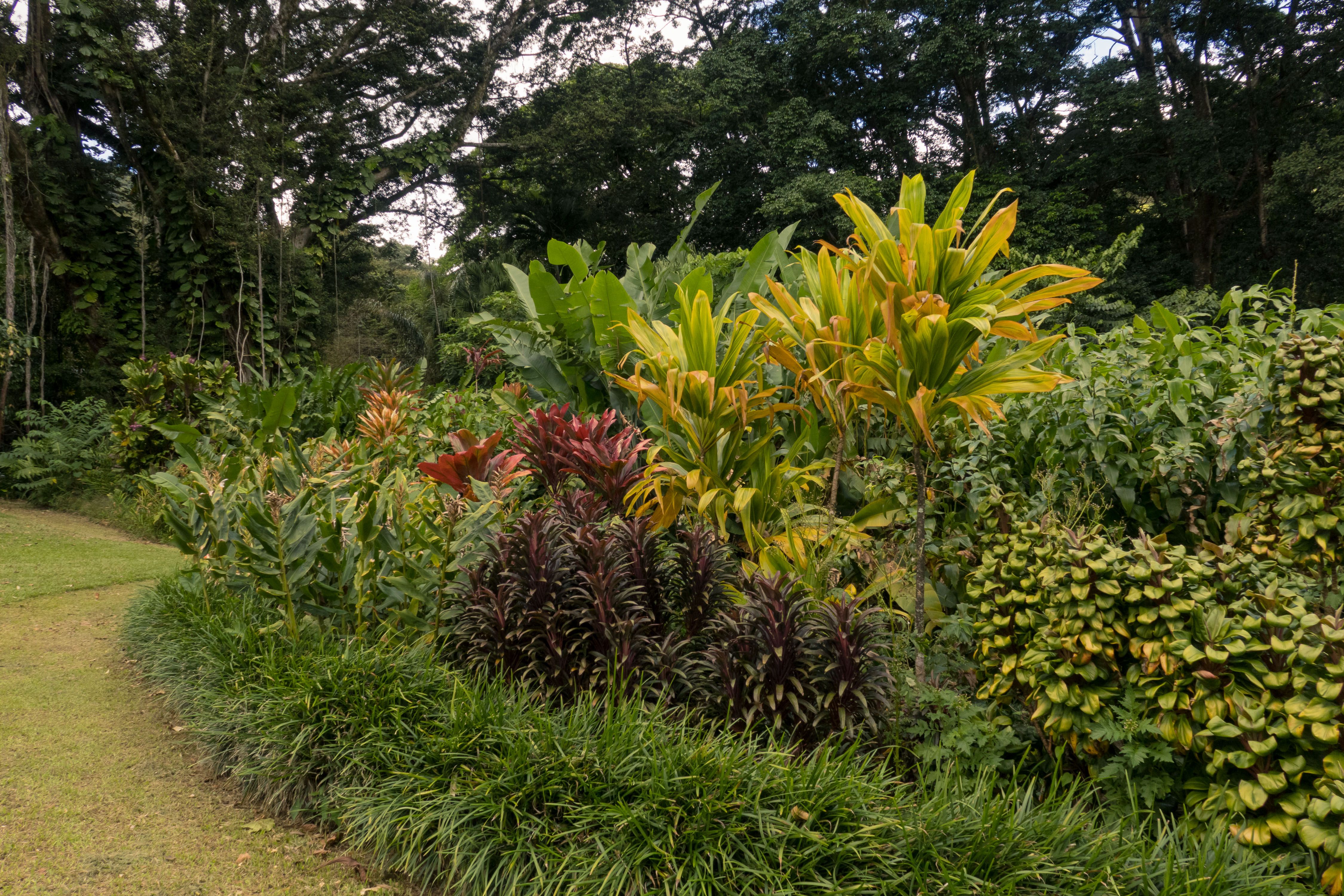 Free stock photo of background, exotic, garden
