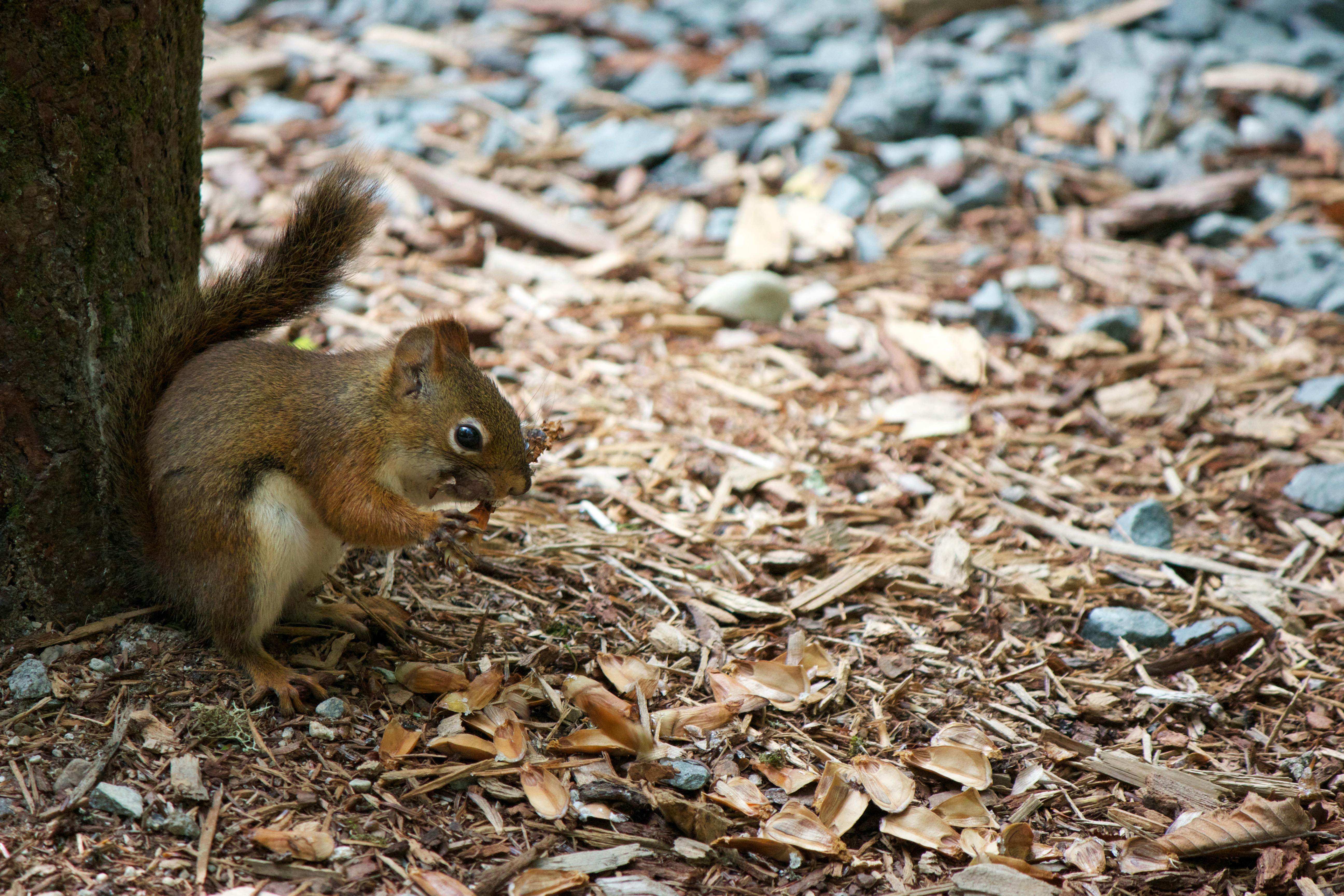 Brown Squirrel Facing Sideways · Free Stock Photo