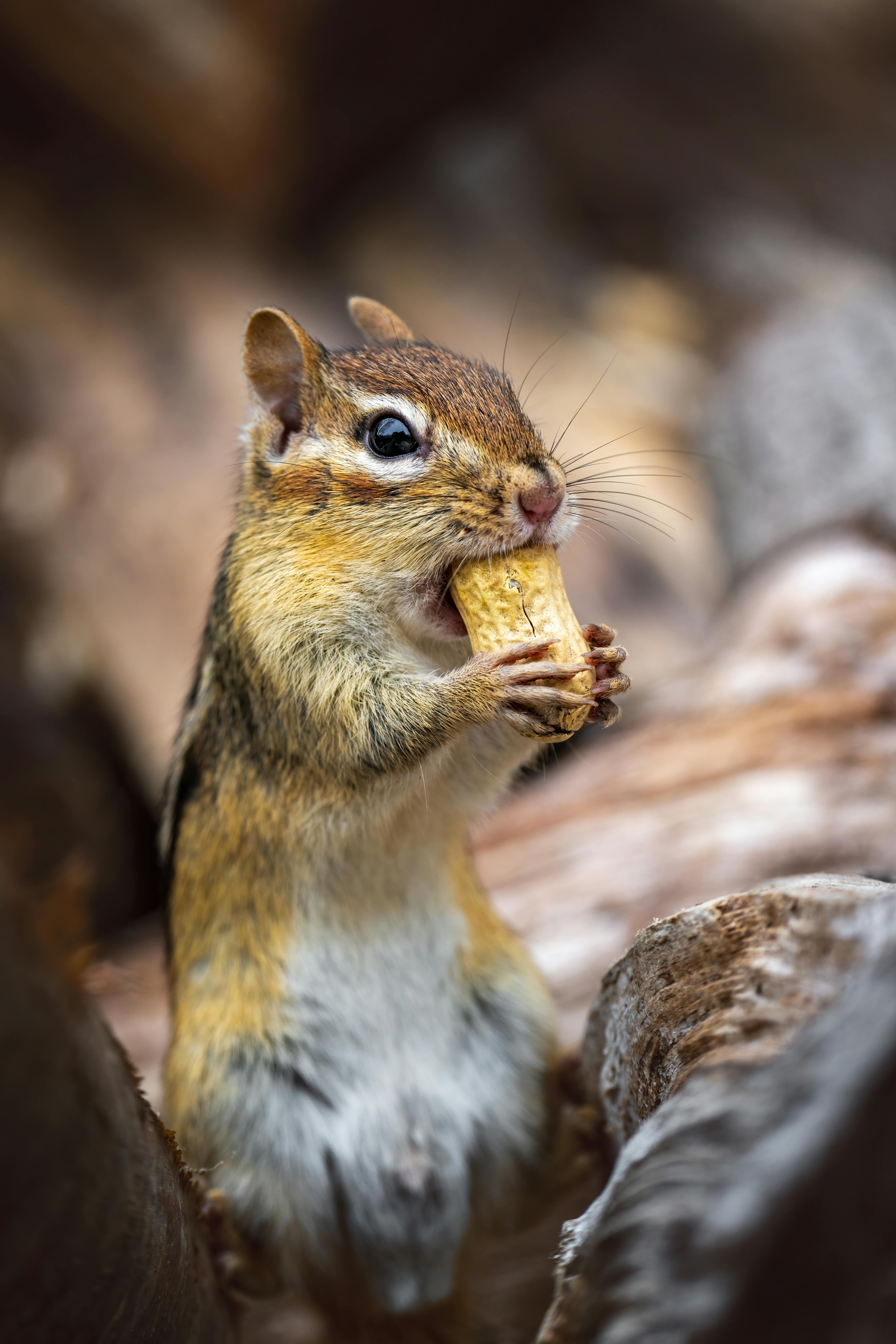 Cute hungry chipmunk chewing peanut in woods · Free Stock Photo