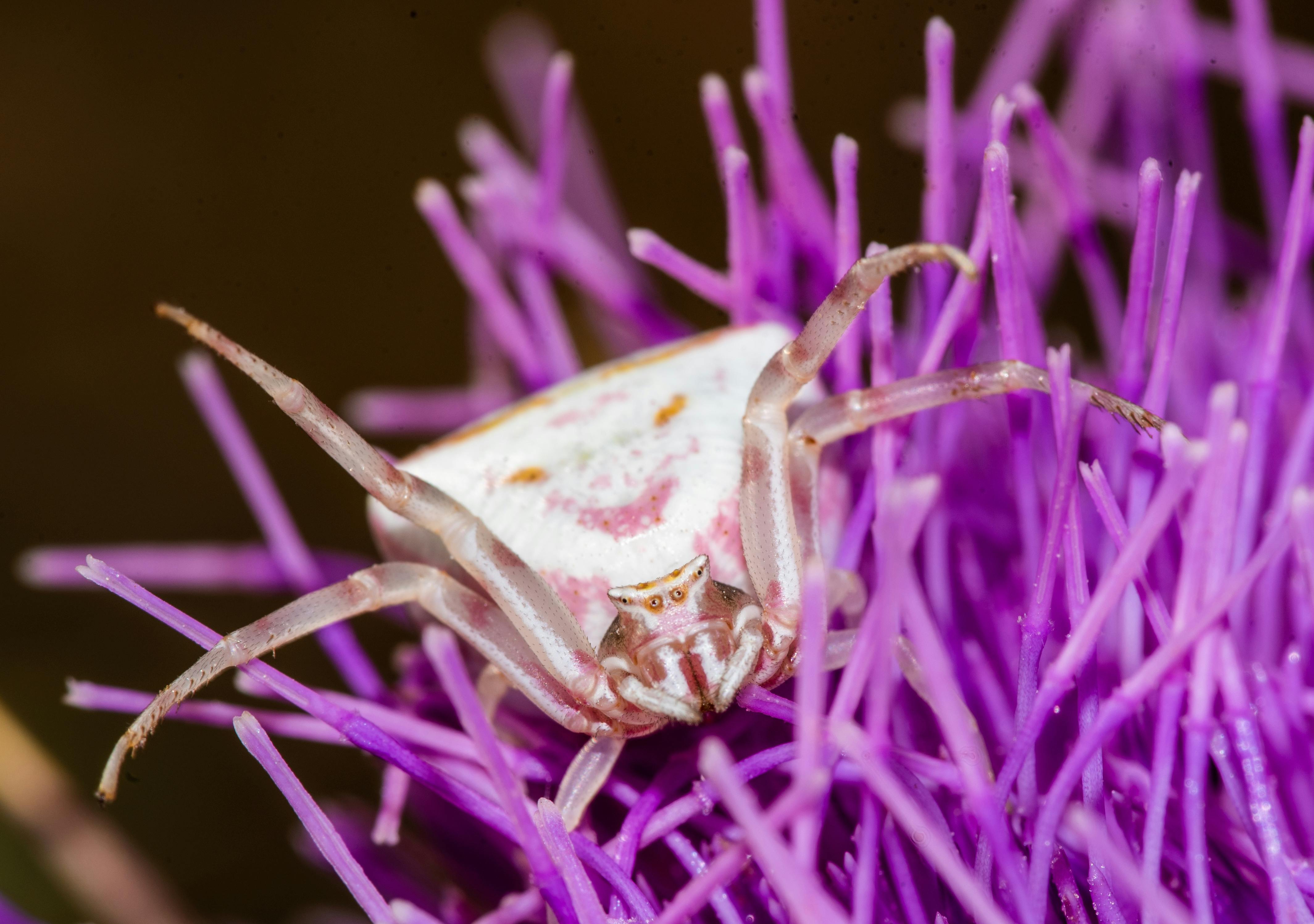 Macro Photography of a Pink Crab Spider · Free Stock Photo