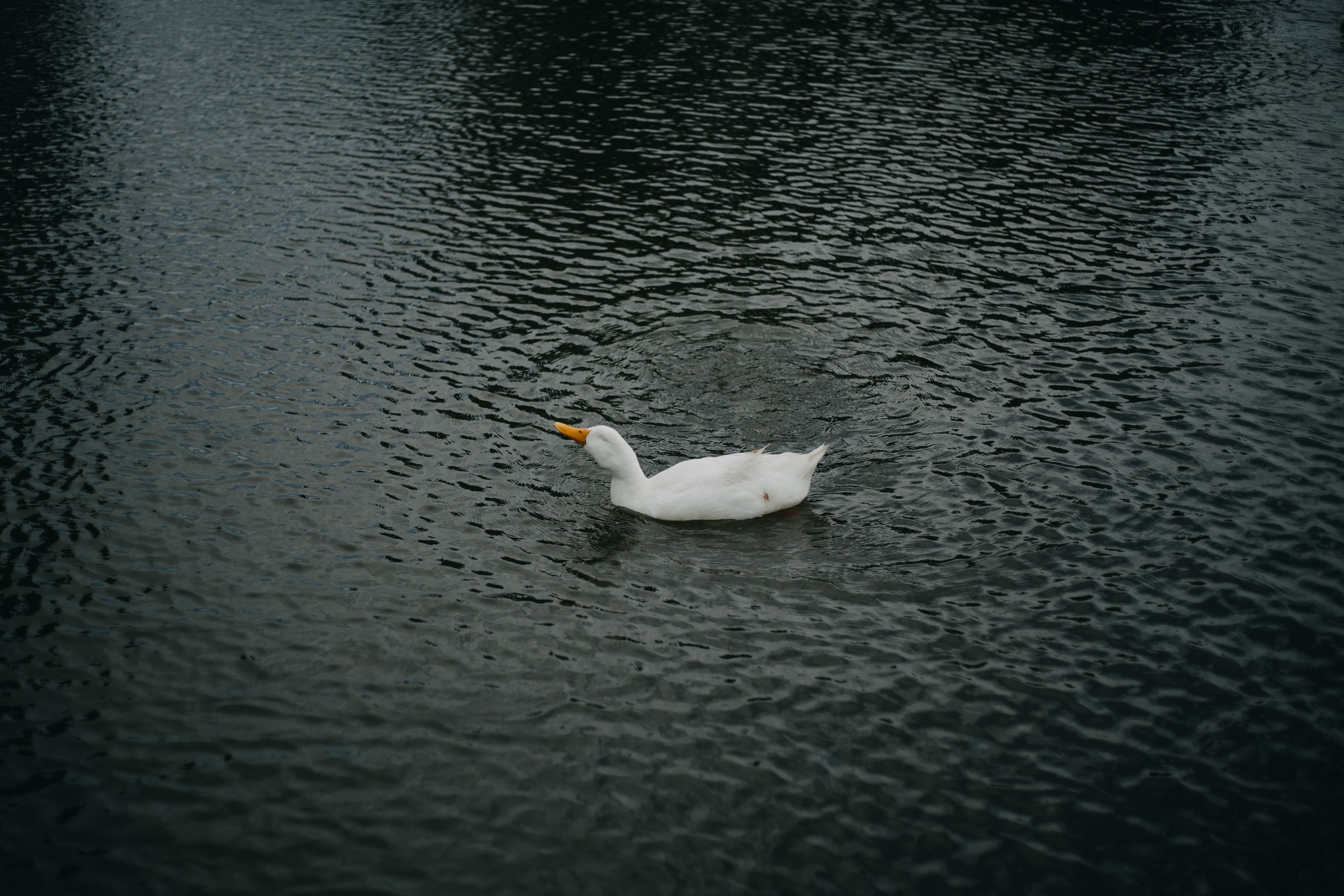 A White Duck on the Lake · Free Stock Photo