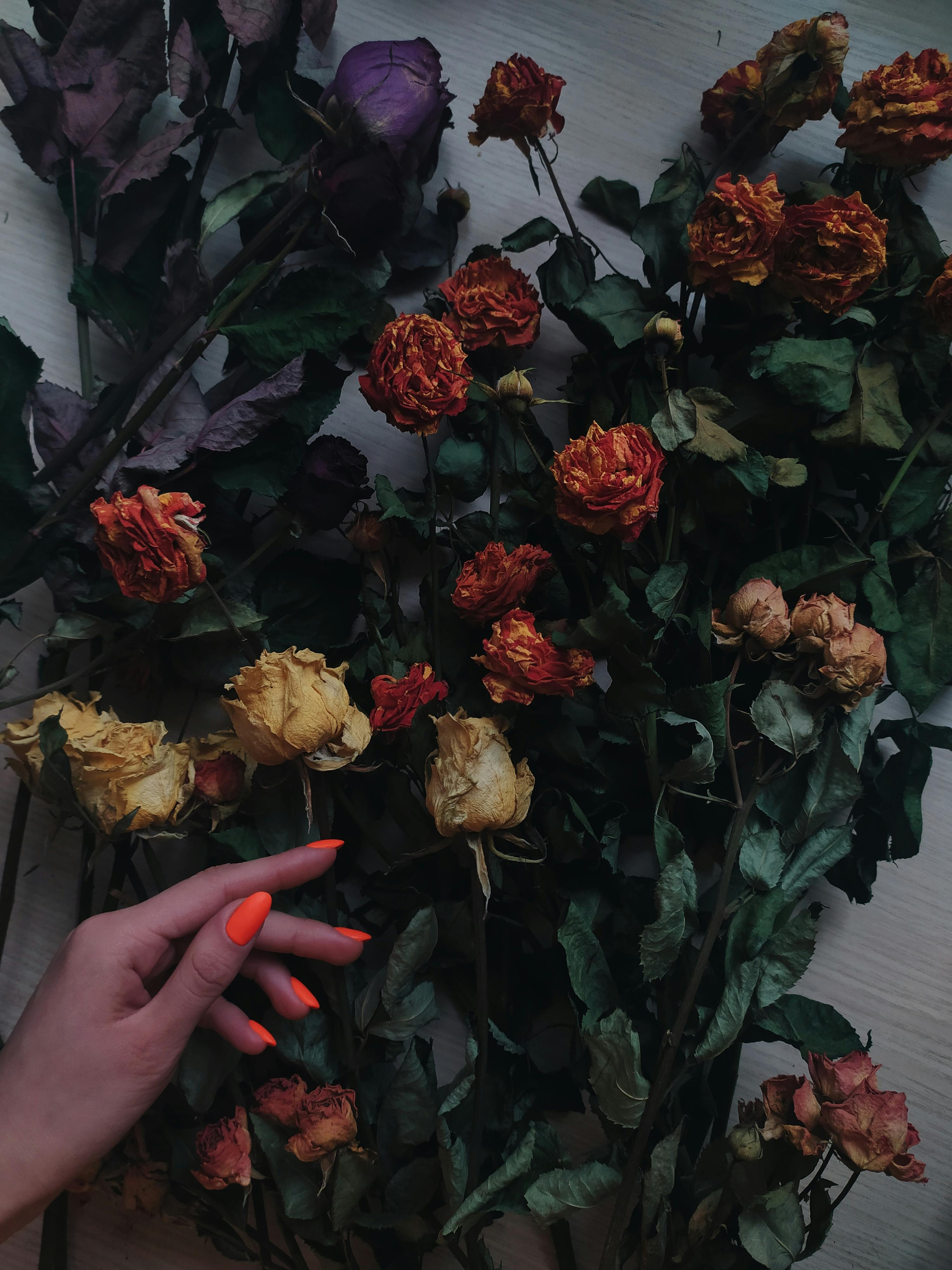 Close-Up Shot of Dry Roses · Free Stock Photo