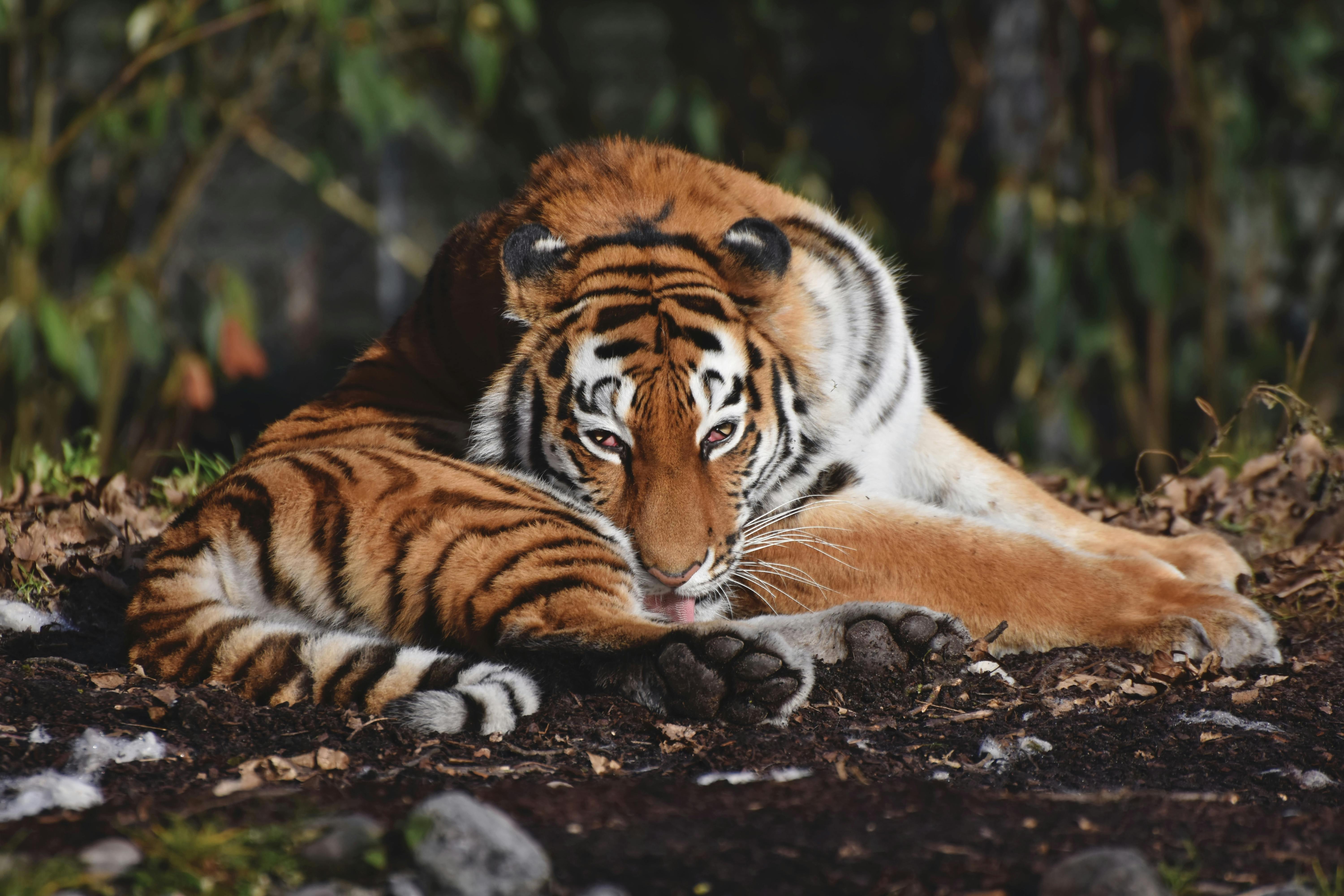 500+ Best Tiger Images · 100% Free Download · Pexels Stock Photos