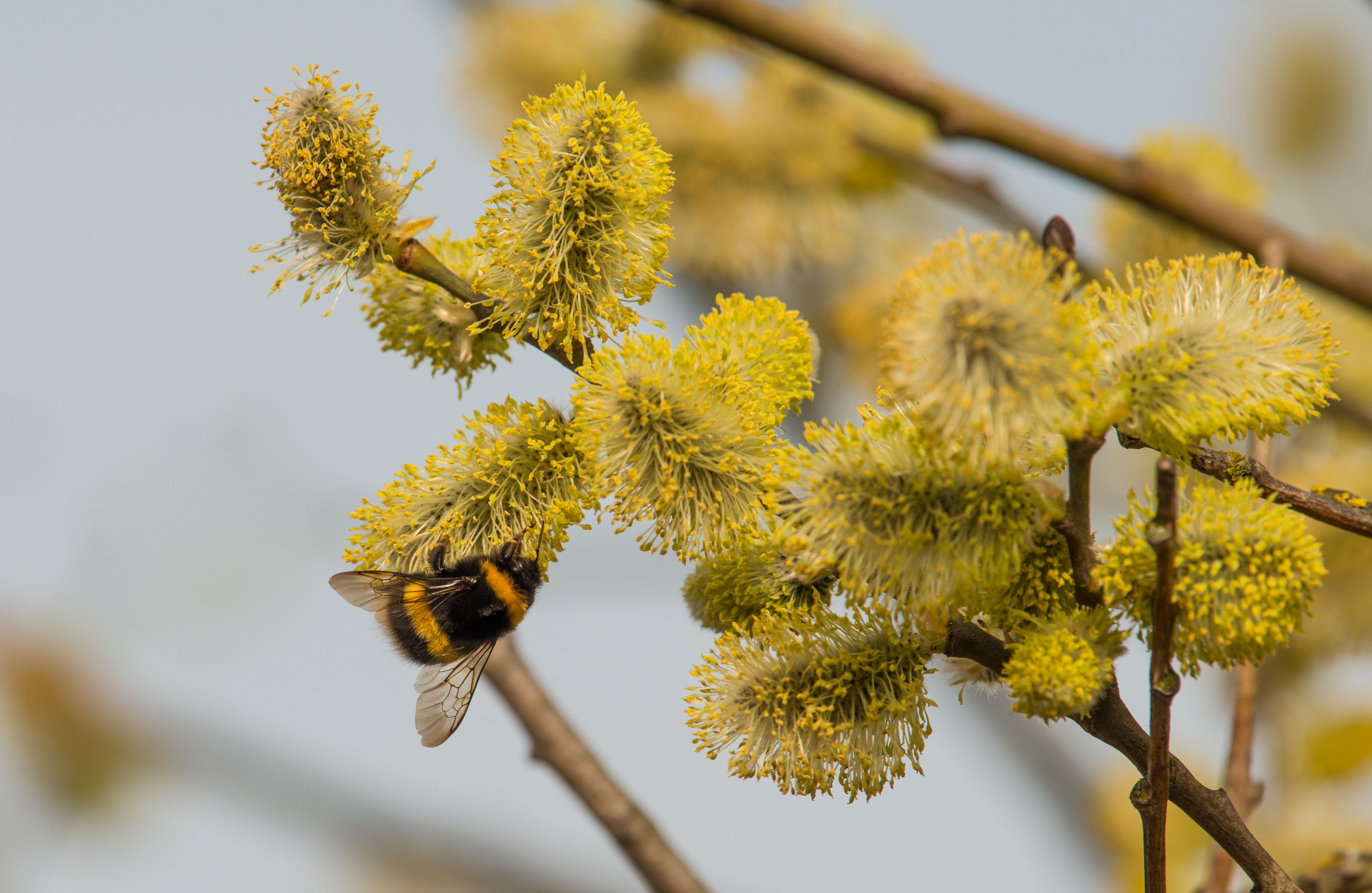 Close-up Photo of Bee in Flower · Free Stock Photo