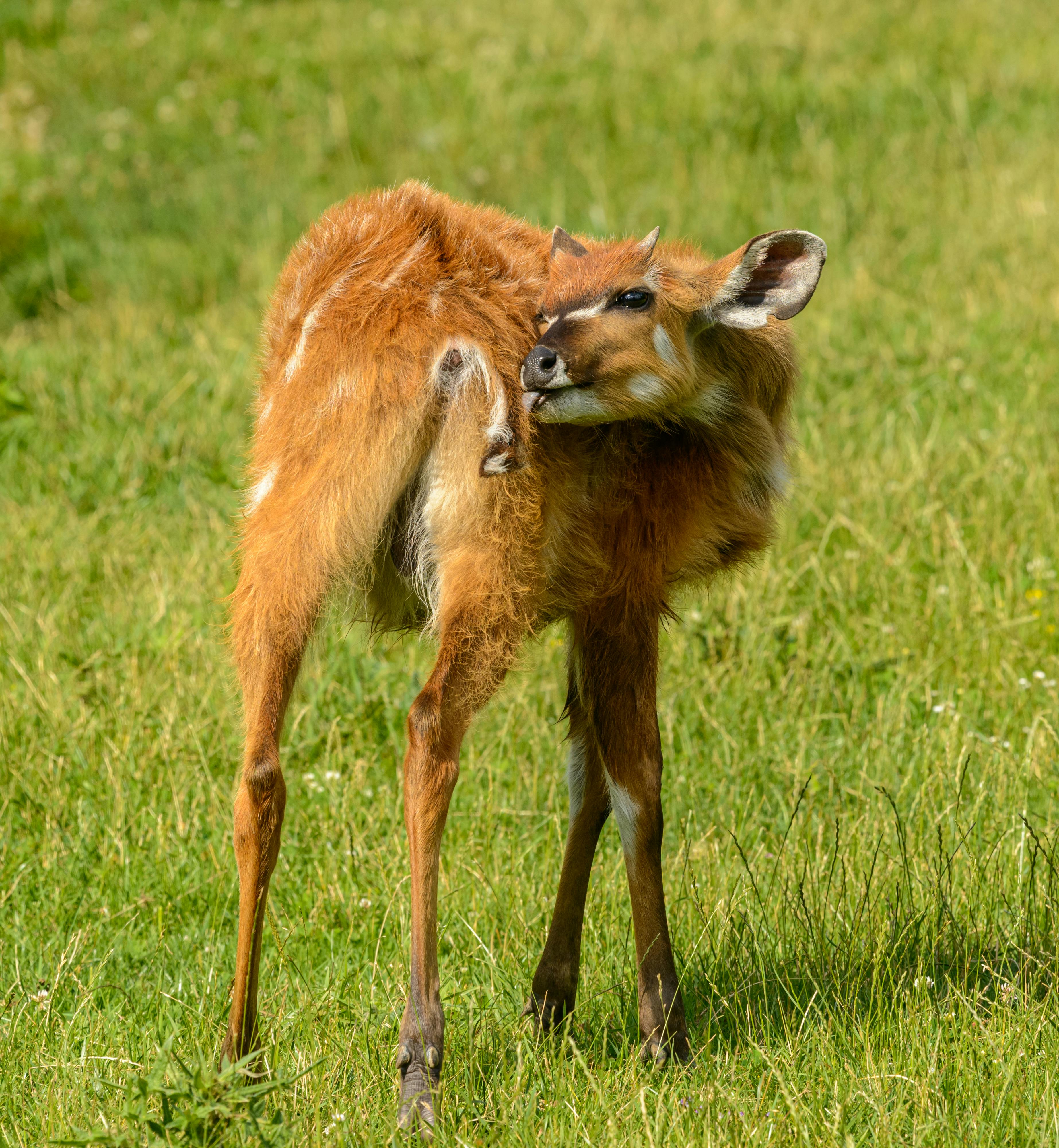 Sitatunga Photos, Download The BEST Free Sitatunga Stock Photos & HD Images
