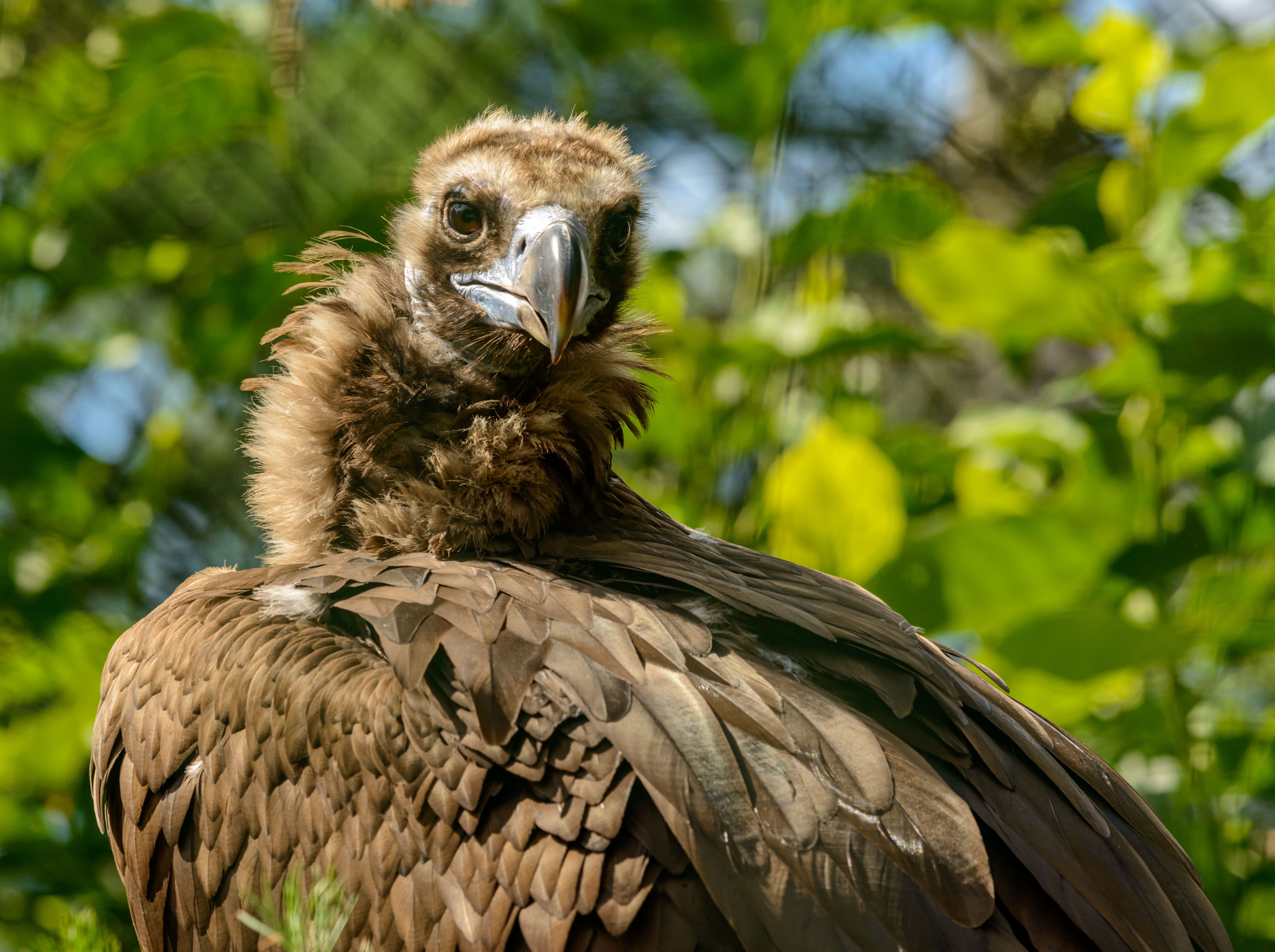 selective Focus Close-up Photo of White and Gray Vulture · Free Stock Photo
