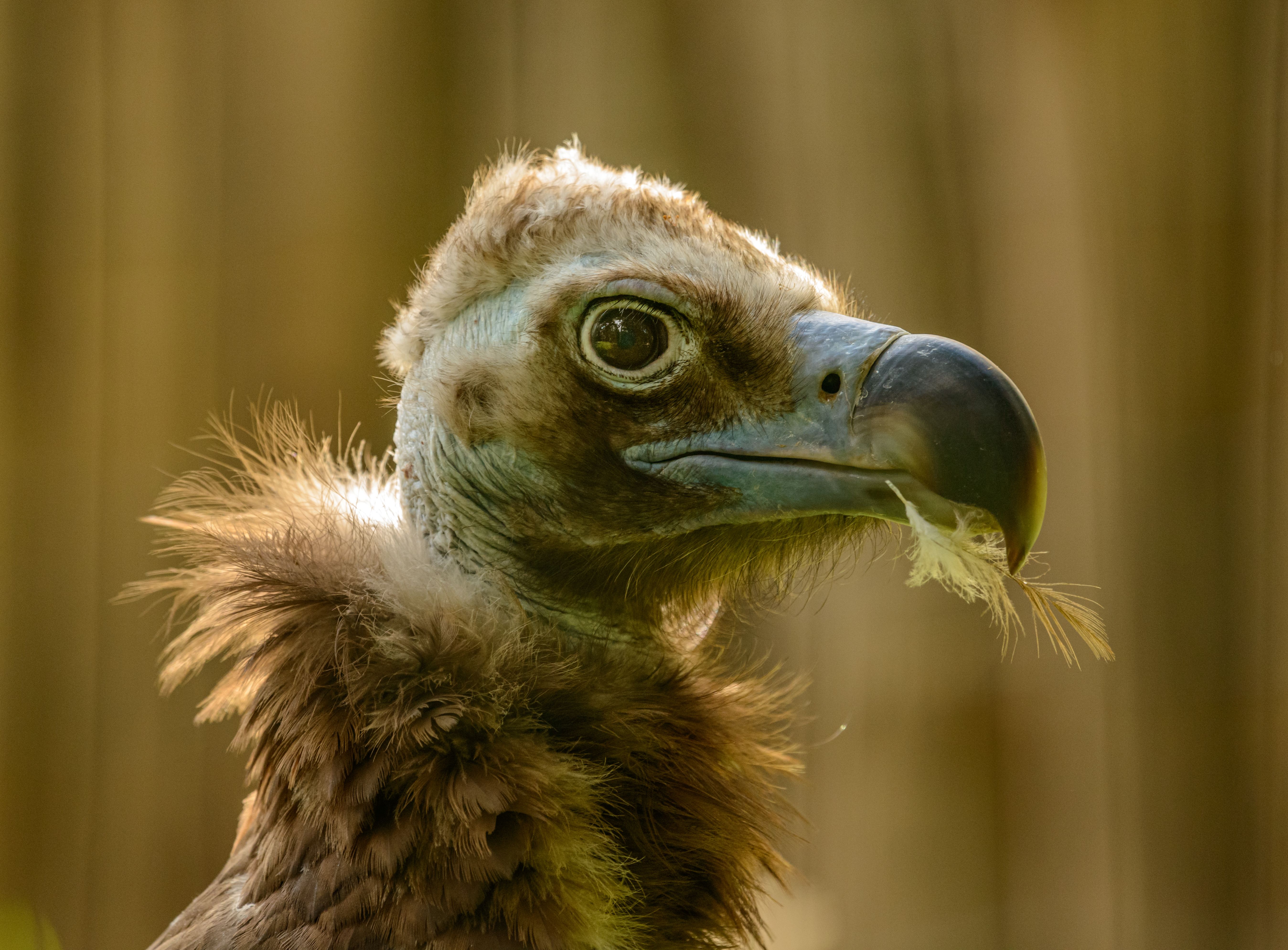 selective Focus Close-up Photo of White and Gray Vulture · Free Stock Photo