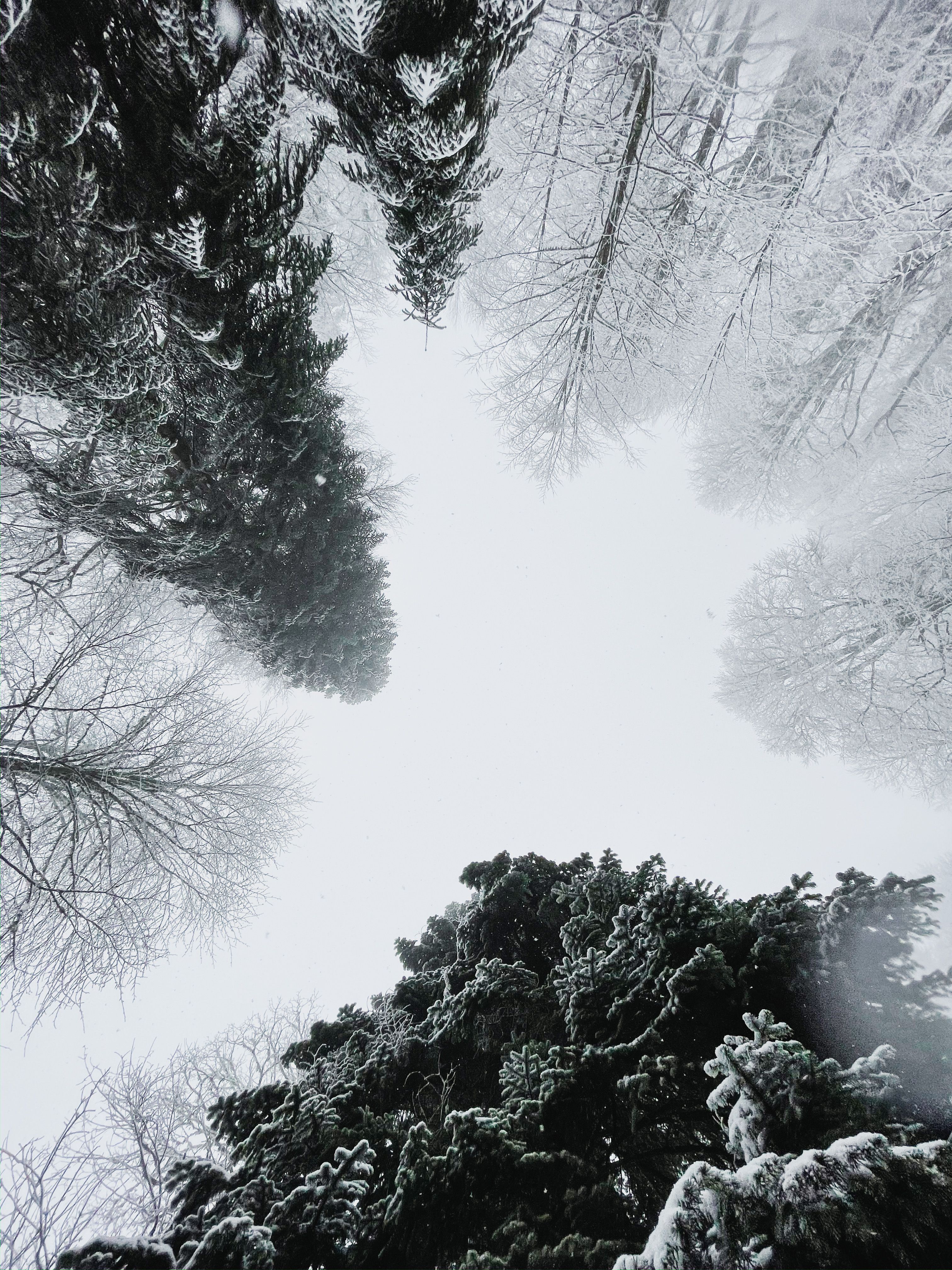 Low-Angle Shot of Trees · Free Stock Photo
