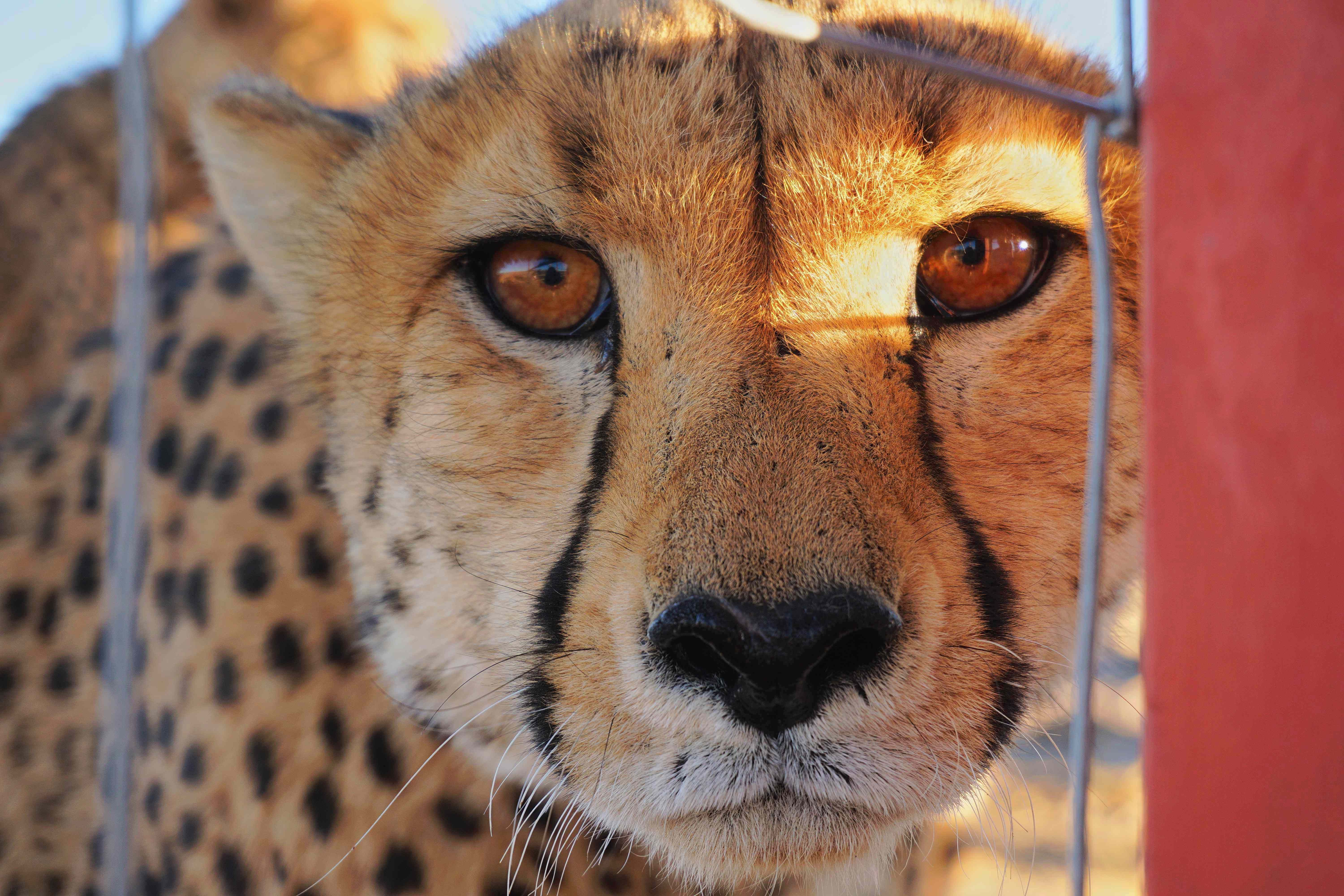 Close-Up Photo of a Cheetah with Brown Eyes · Free Stock Photo