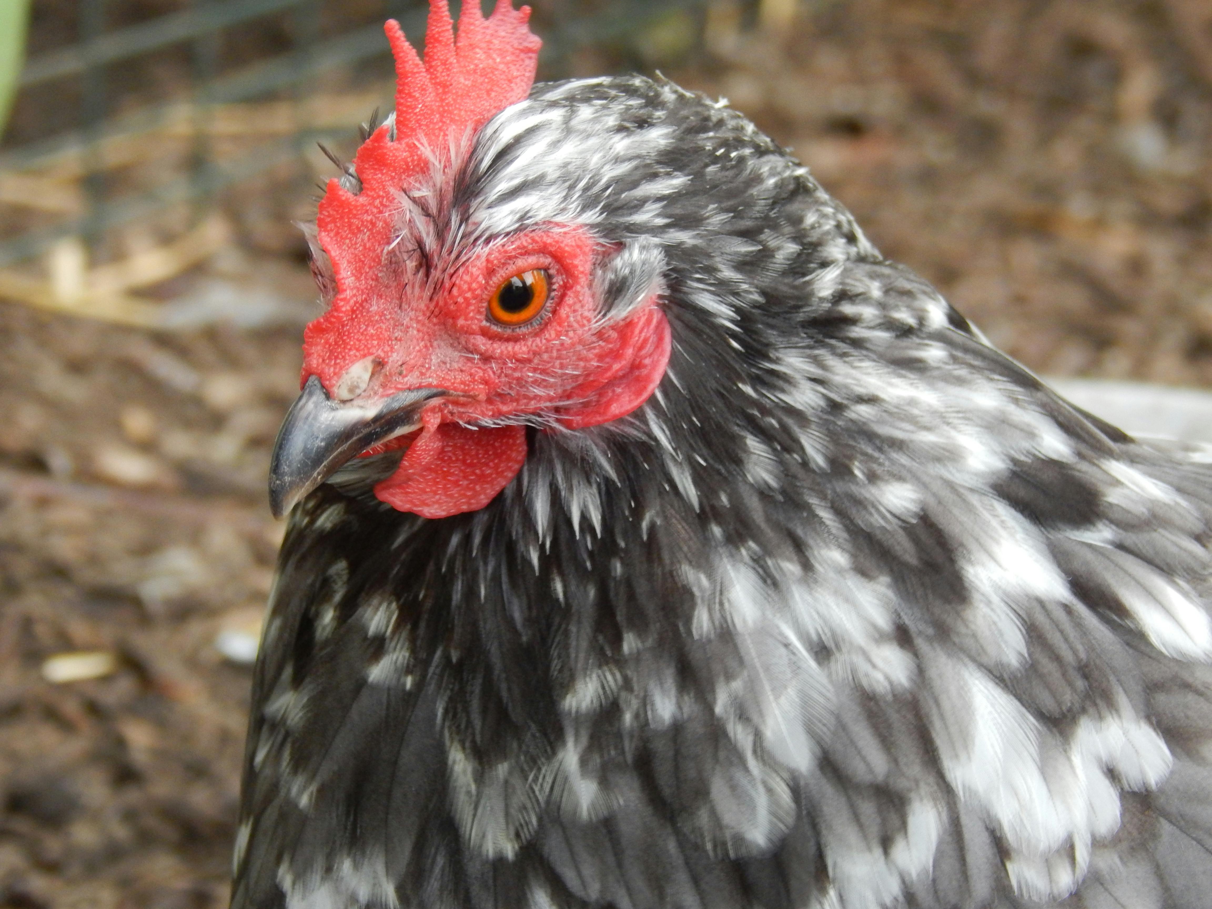 Close-Up Photo of a Grey Chicken · Free Stock Photo