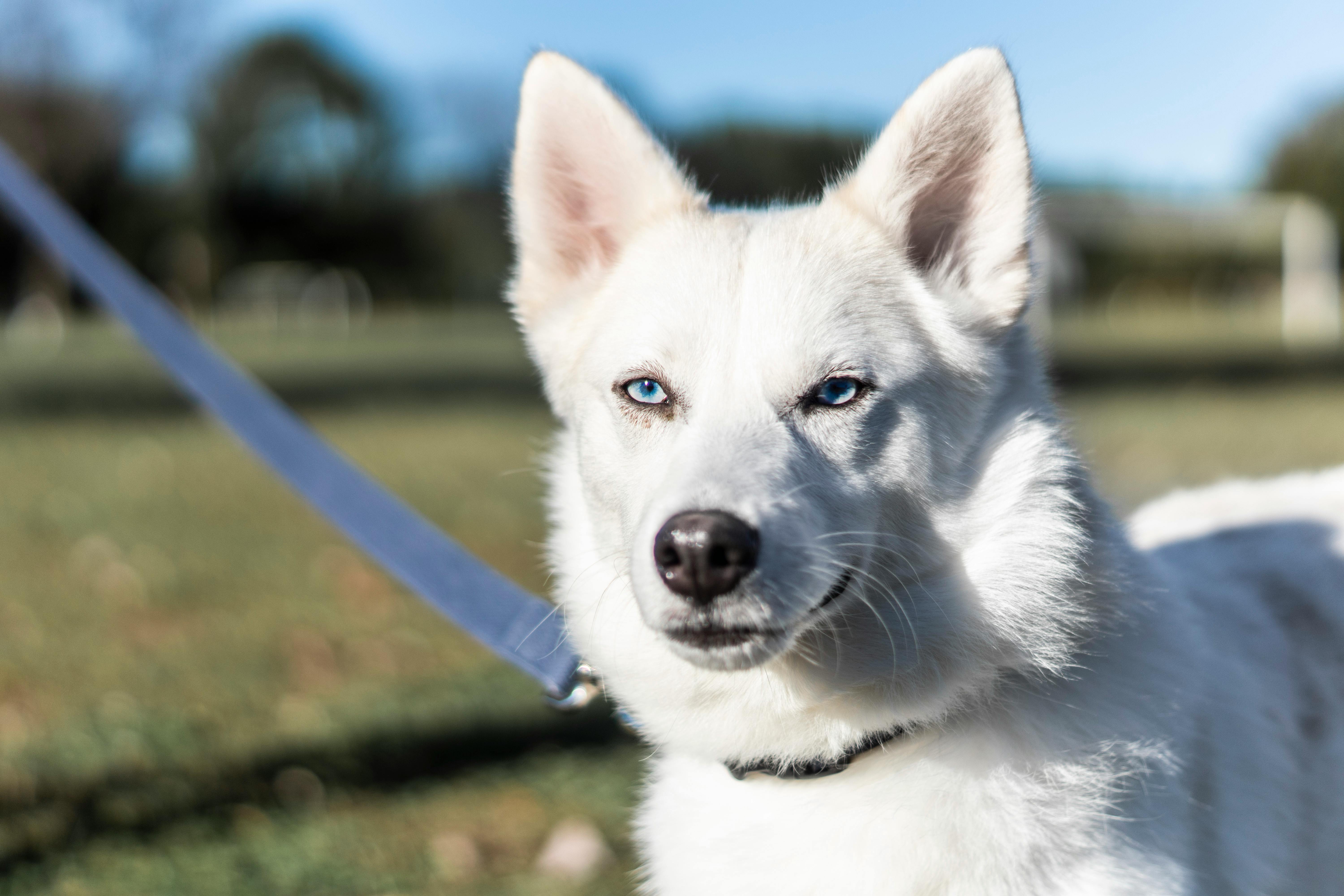 Close-Up Shot of a White American Shepherd Standing on a Grassy Field ...