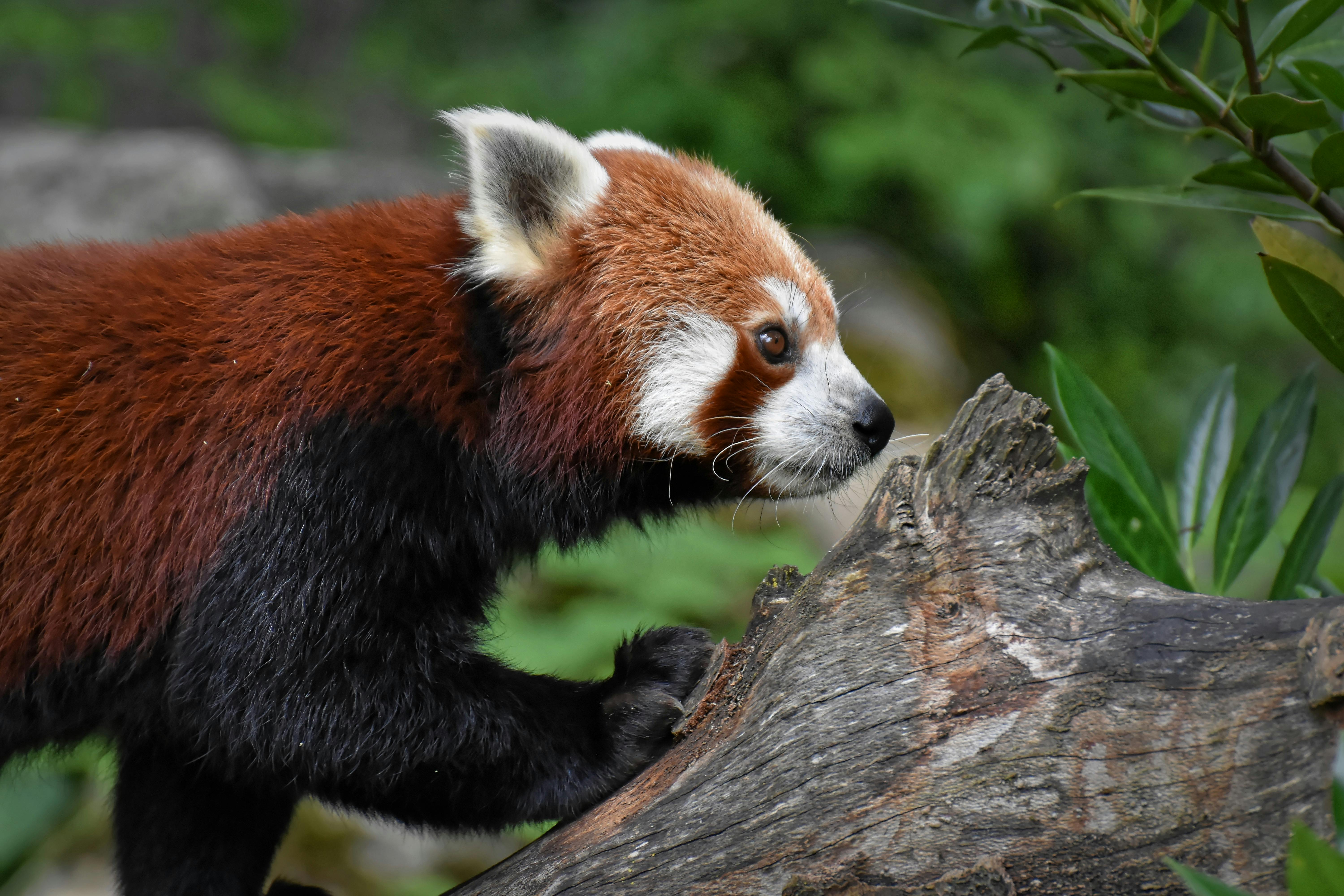 Red Panda White Background Photos, Download The BEST Free Red Panda ...