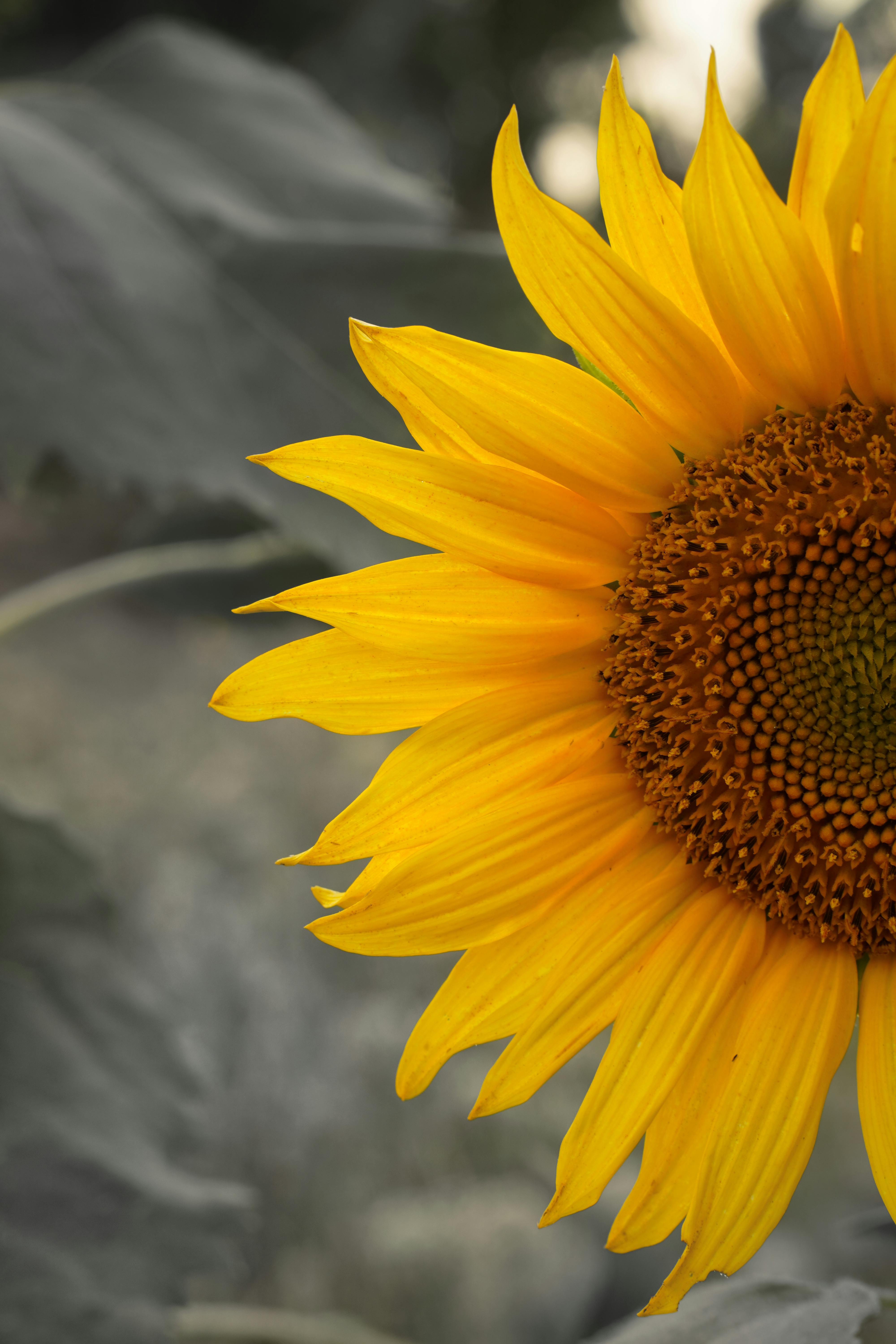 Close-Up Shot of a Sunflower · Free Stock Photo