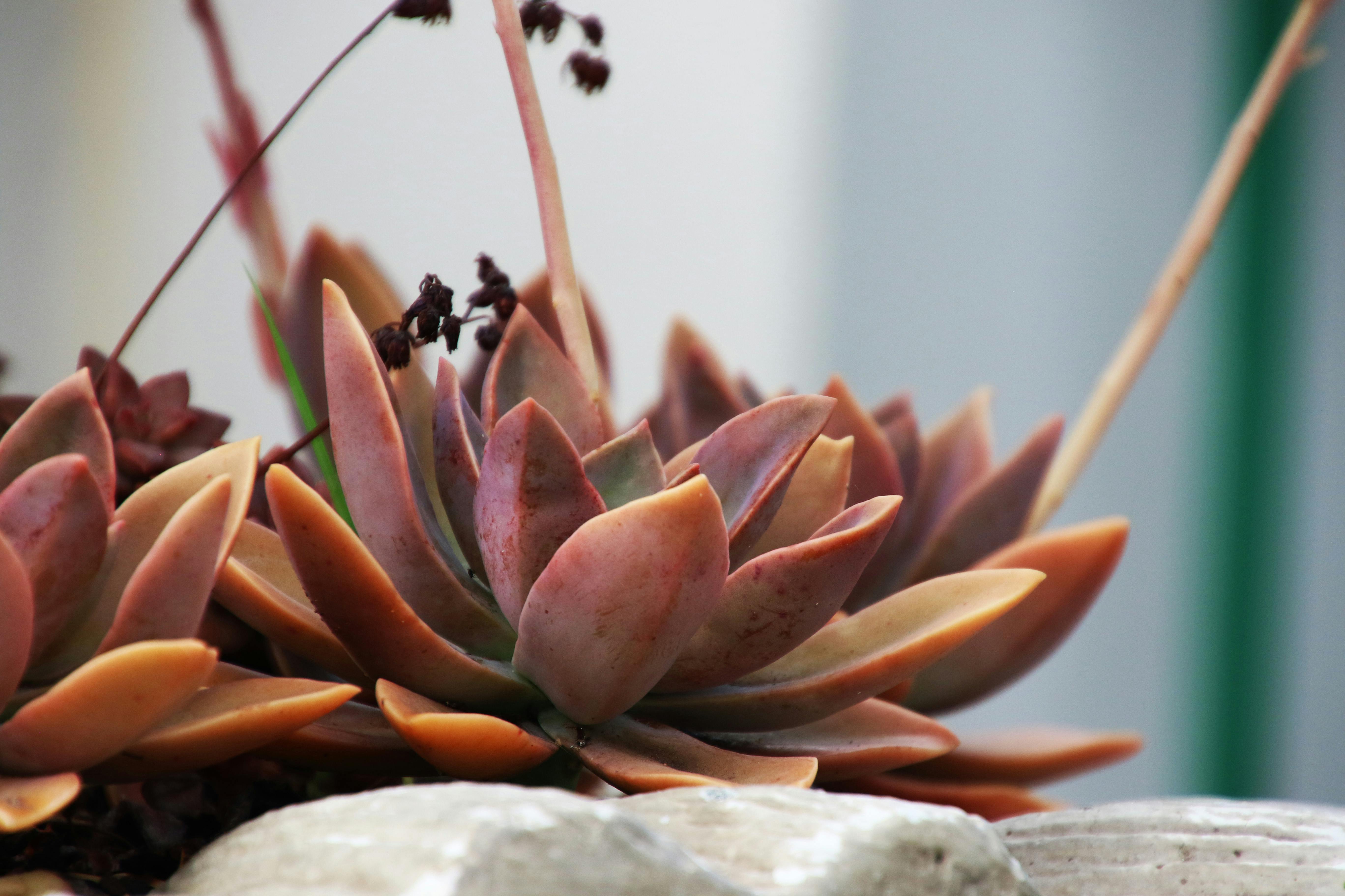 Red Succulents · Free Stock Photo