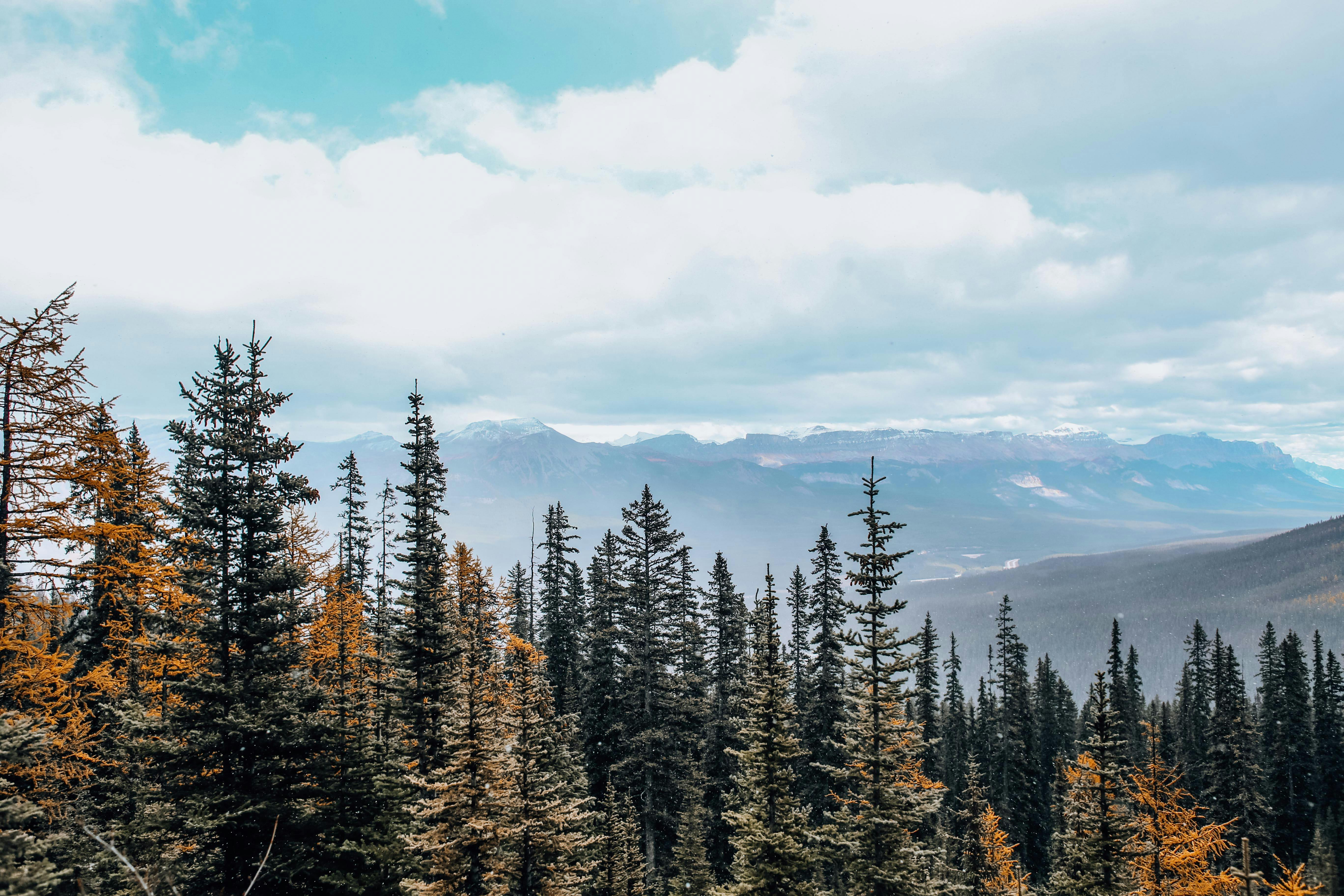 Semak Cedar Photos, Download The BEST Free Semak Cedar Stock Photos ...