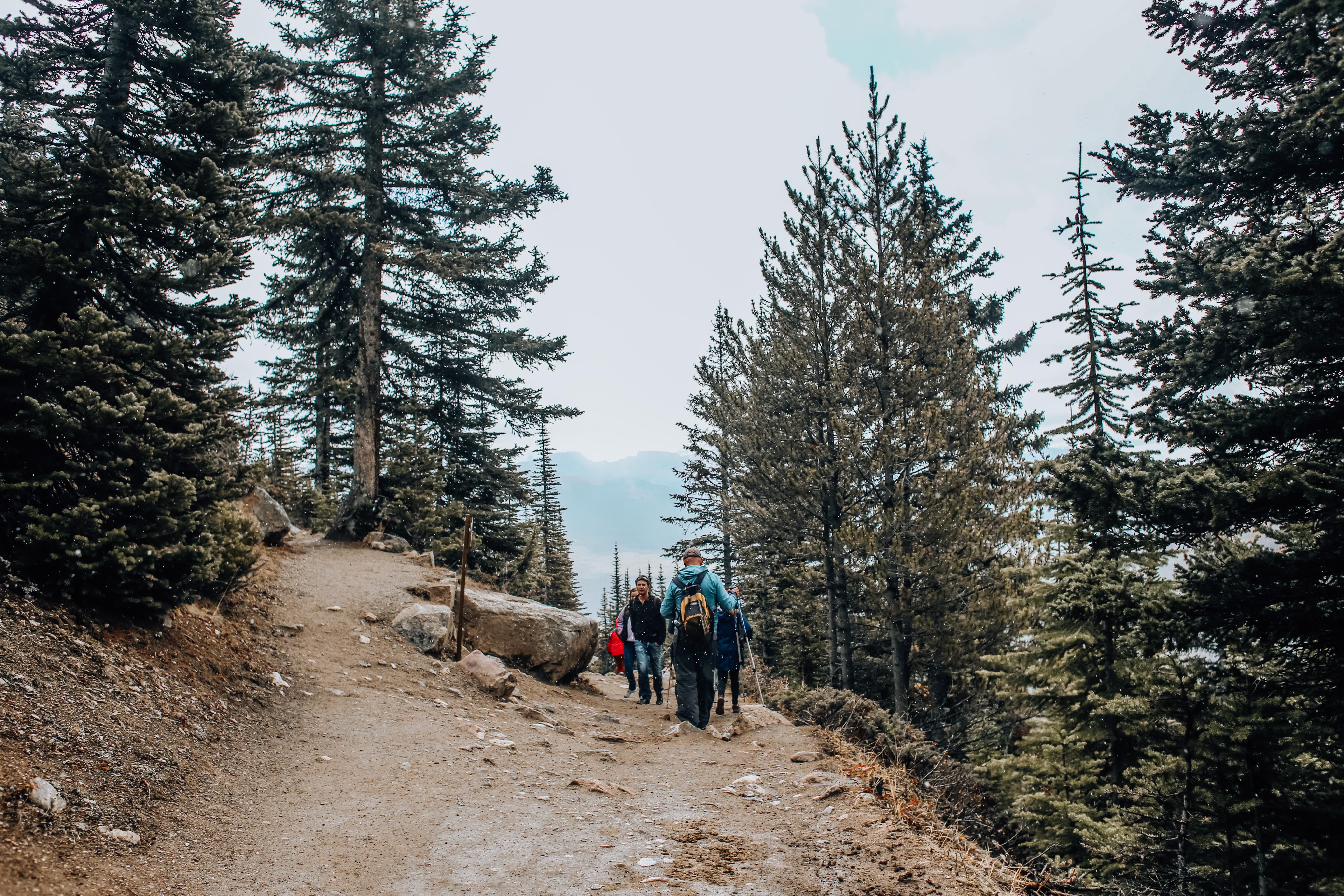 People Walking on a Pathway at the Forest · Free Stock Photo