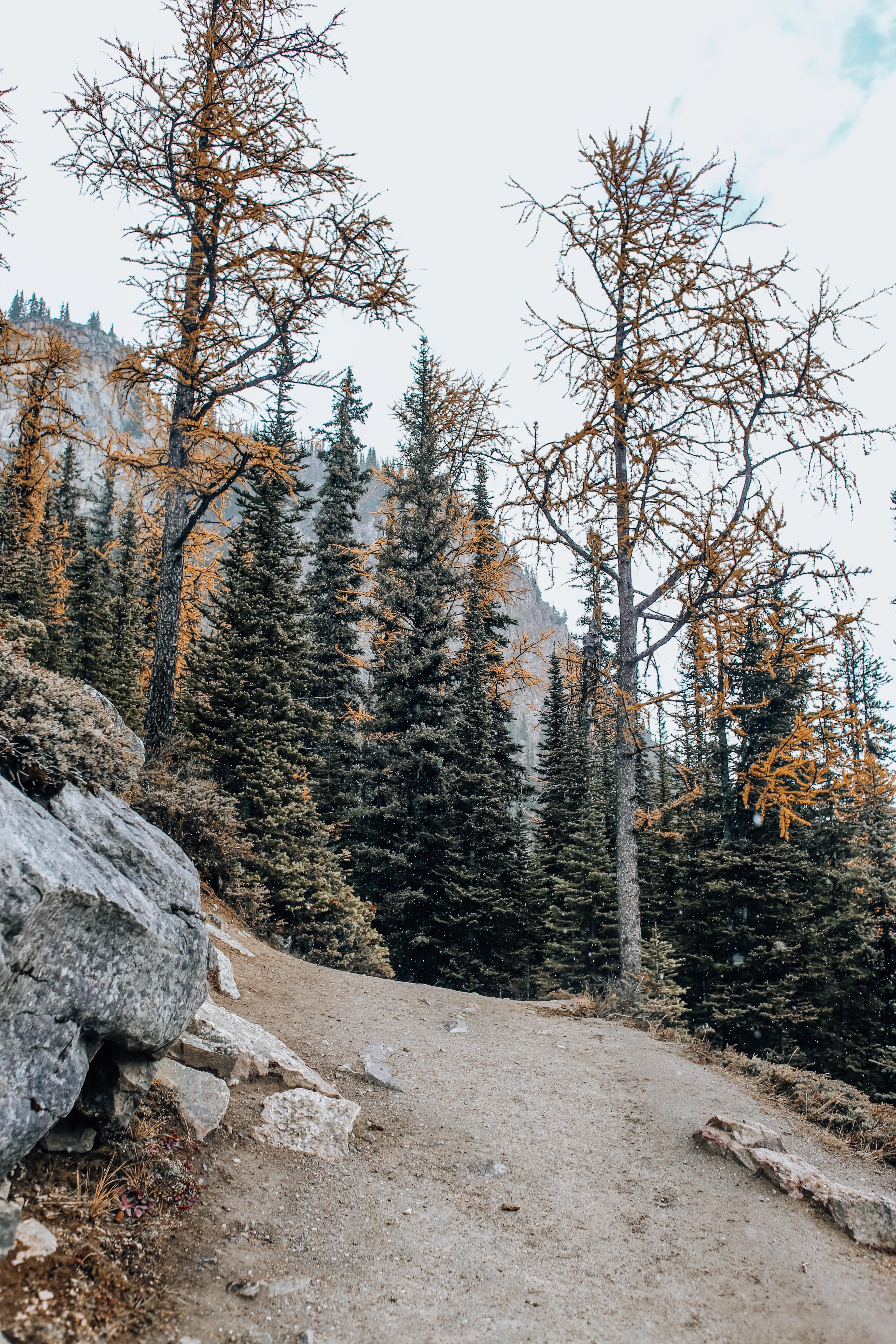 A Trail in the Forest · Free Stock Photo
