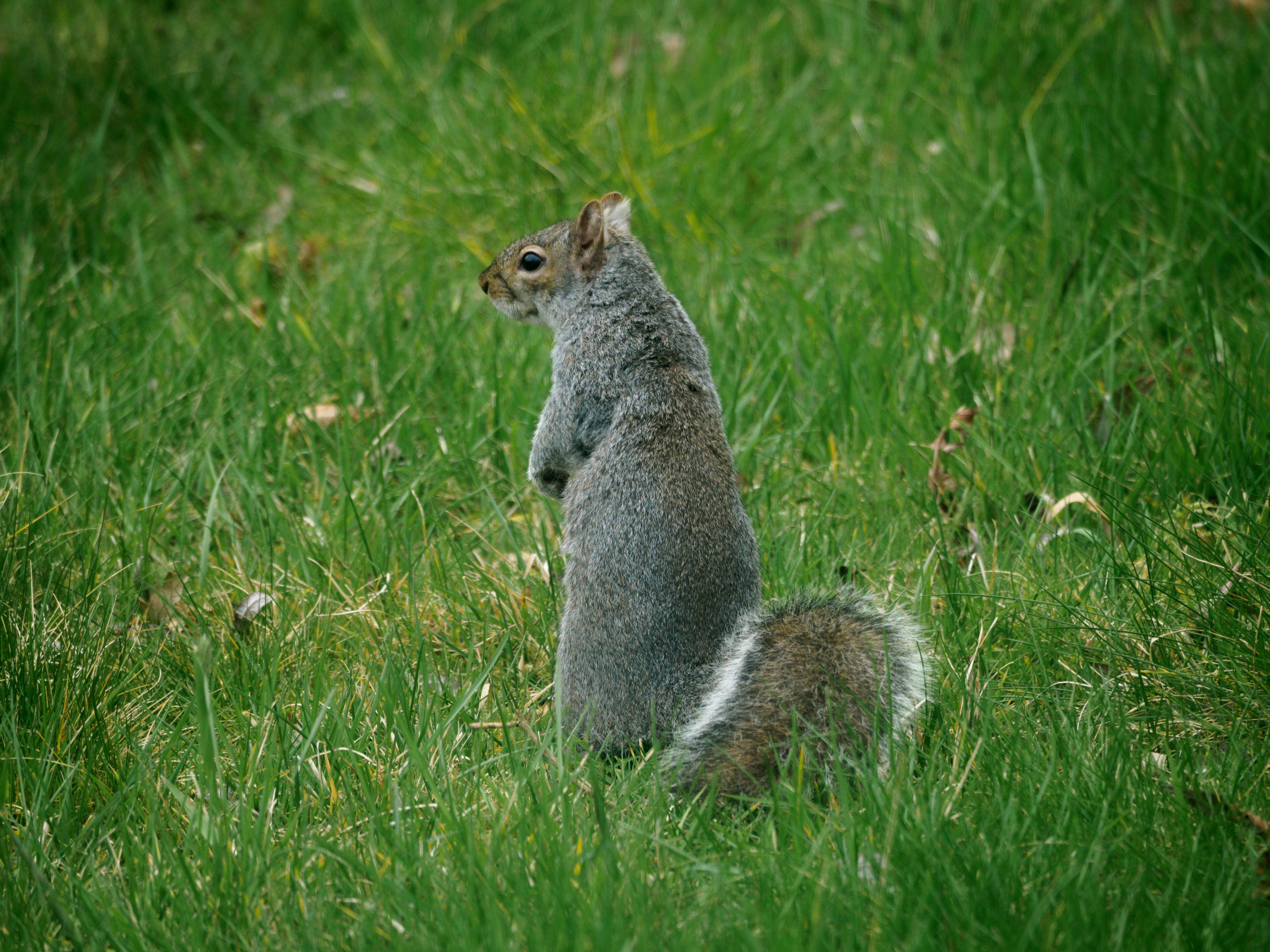 A Grey Squirrel on the Grass · Free Stock Photo