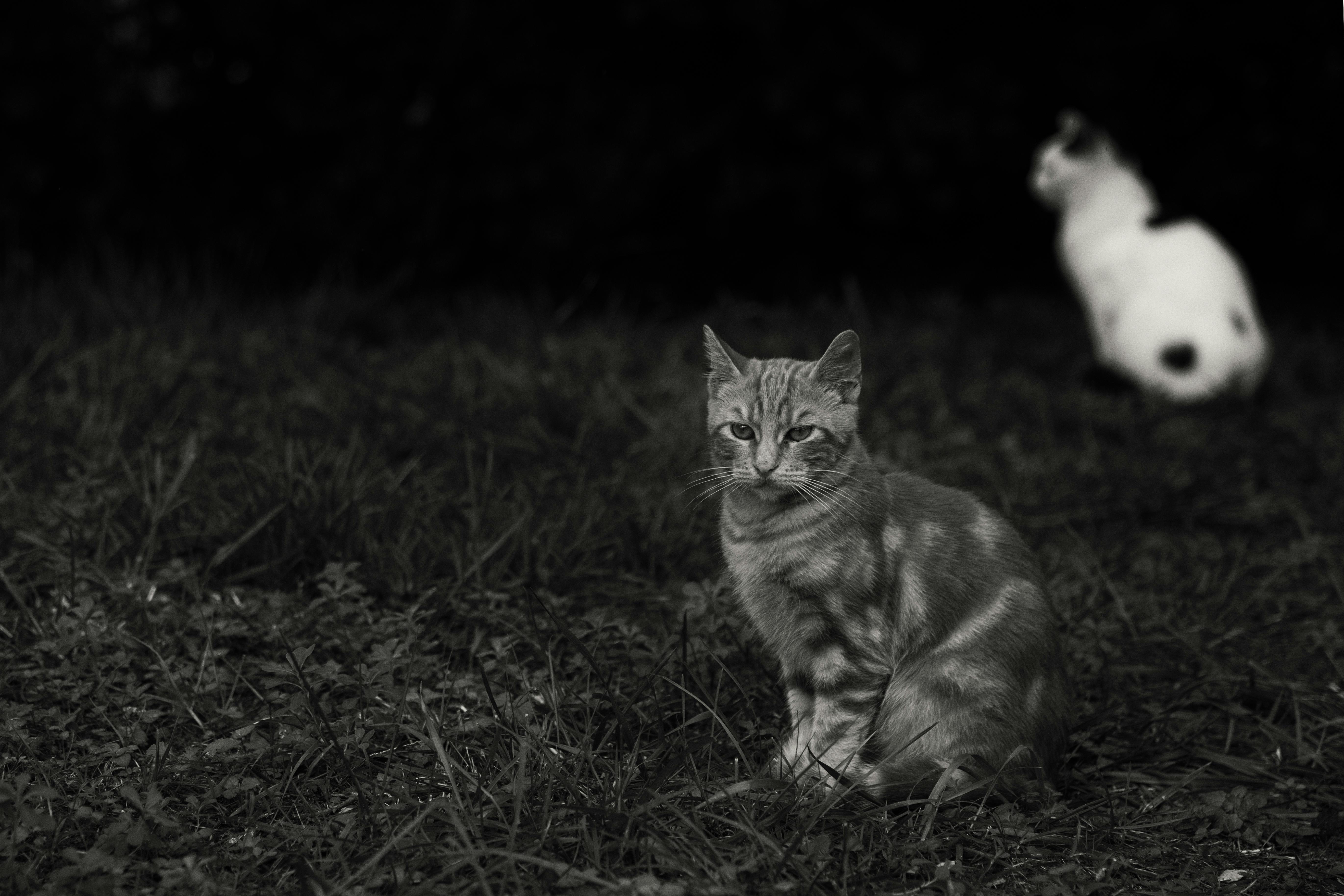 Grayscale Photo of Cats on the Street · Free Stock Photo