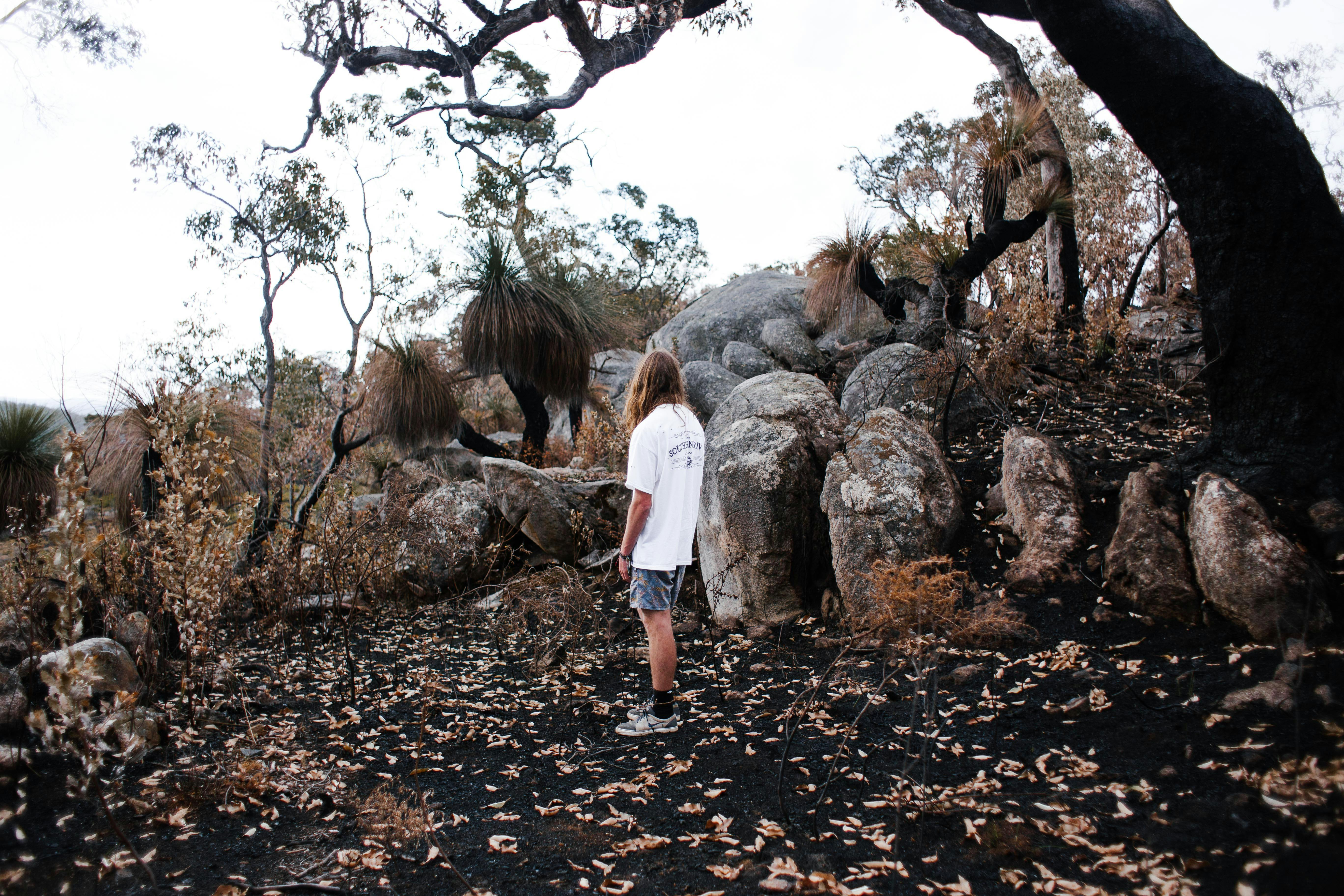 Forest Without Tree Photos, Download The BEST Free Forest Without Tree ...